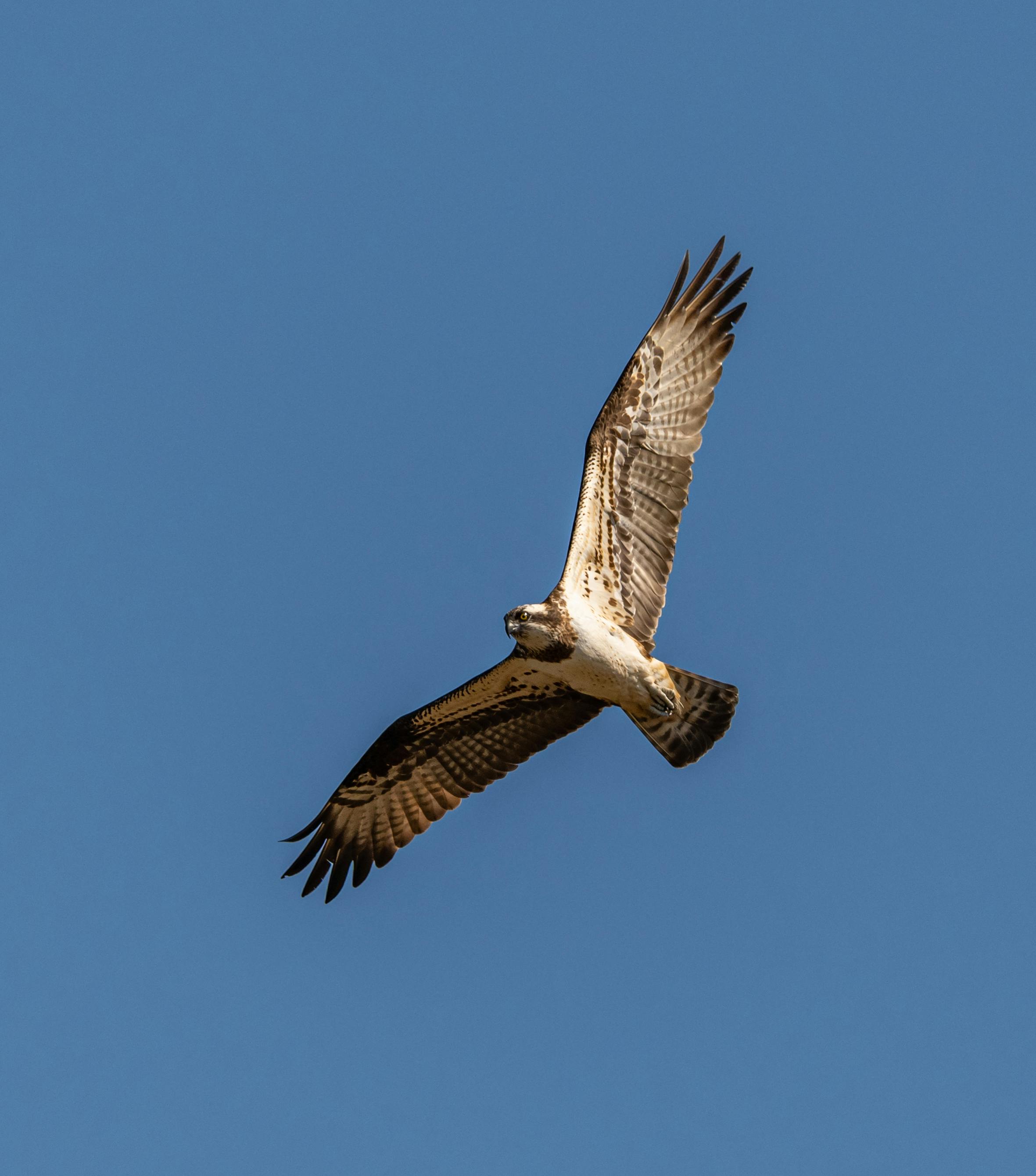 Confirmation Number For Flight Photos, Download The BEST Free ...