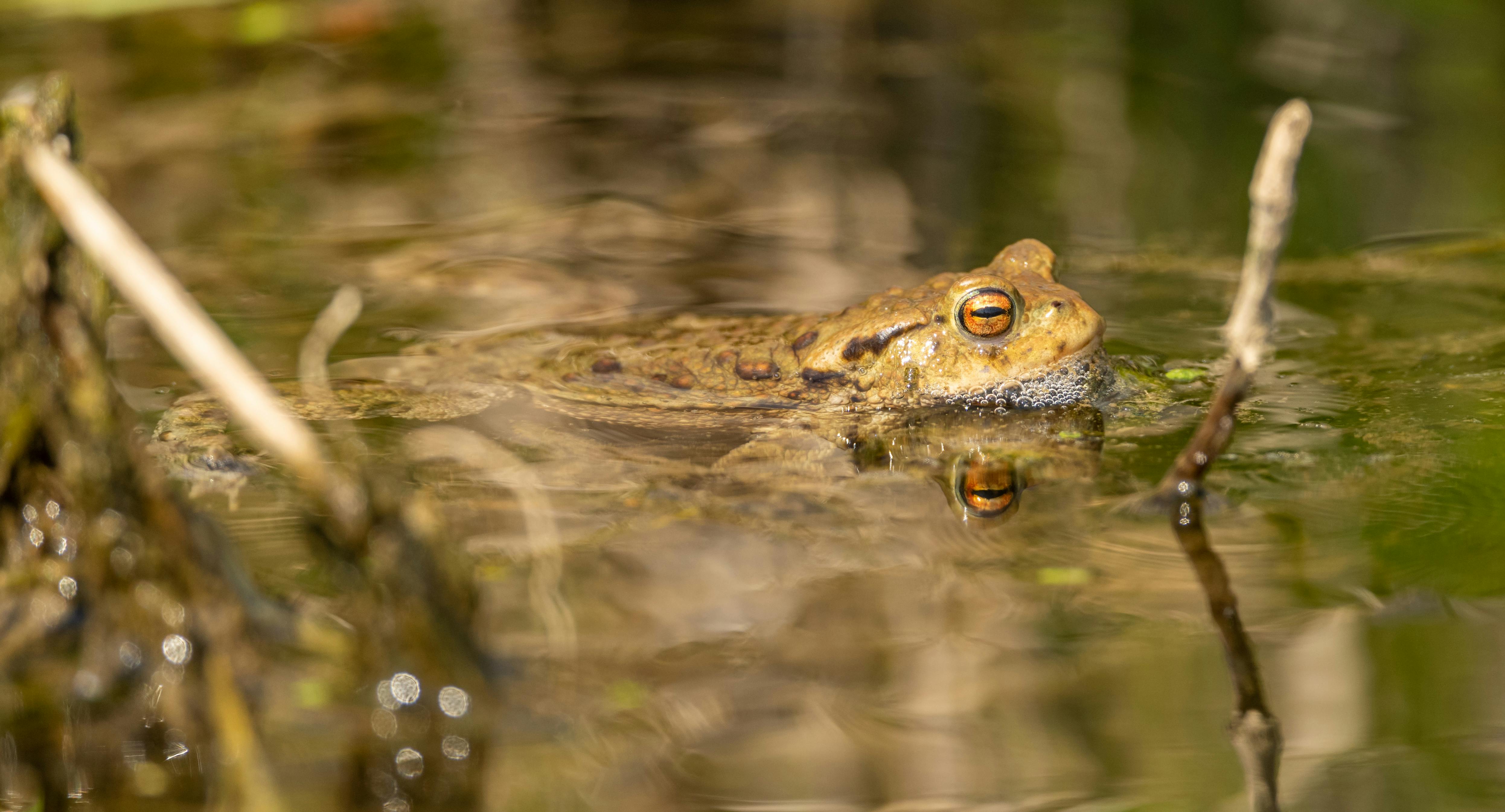 Photo of a Frog with Head above the Surface of the Water · Free Stock Photo