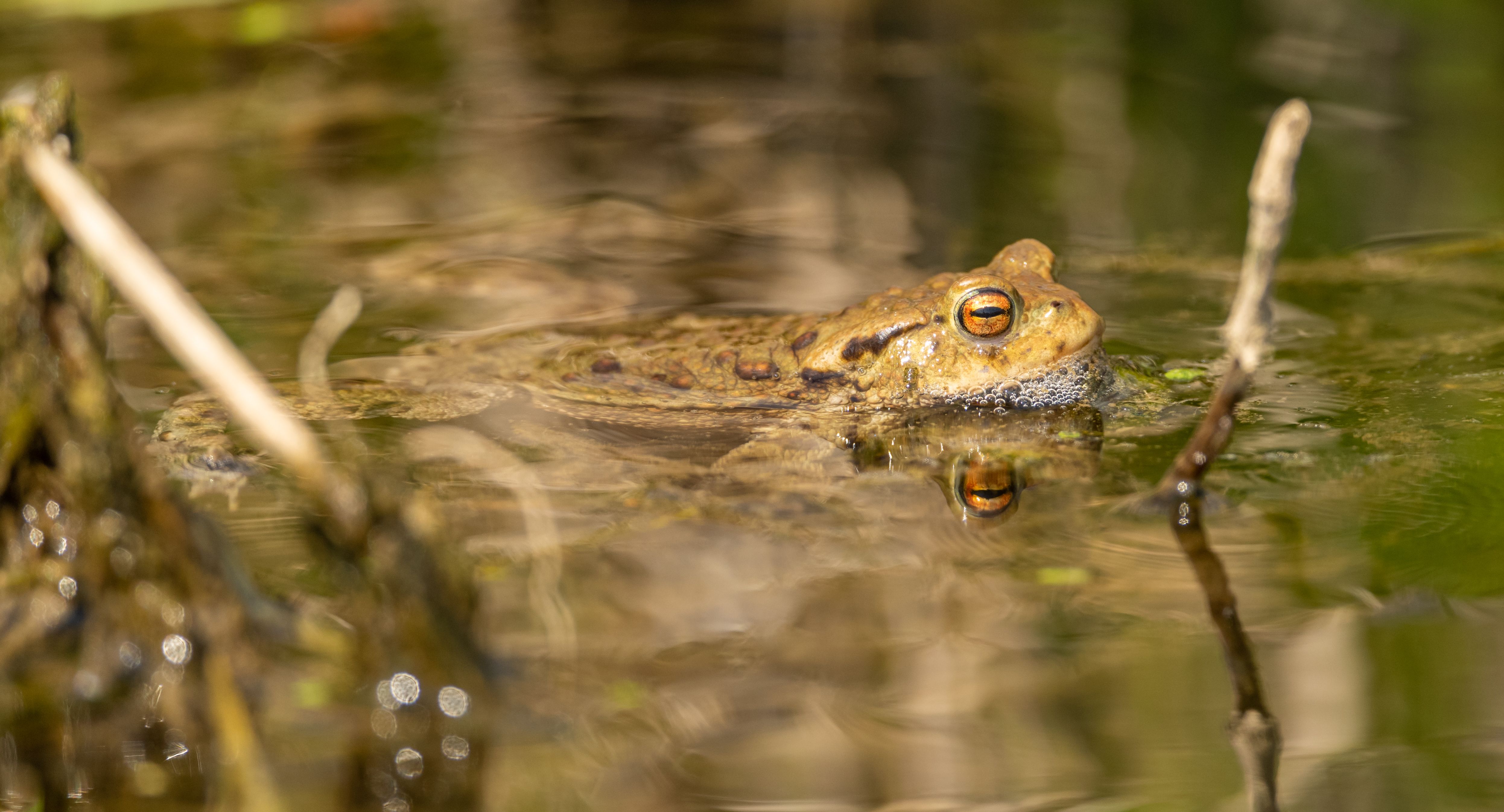 Frog Swimming in Water · Free Stock Photo