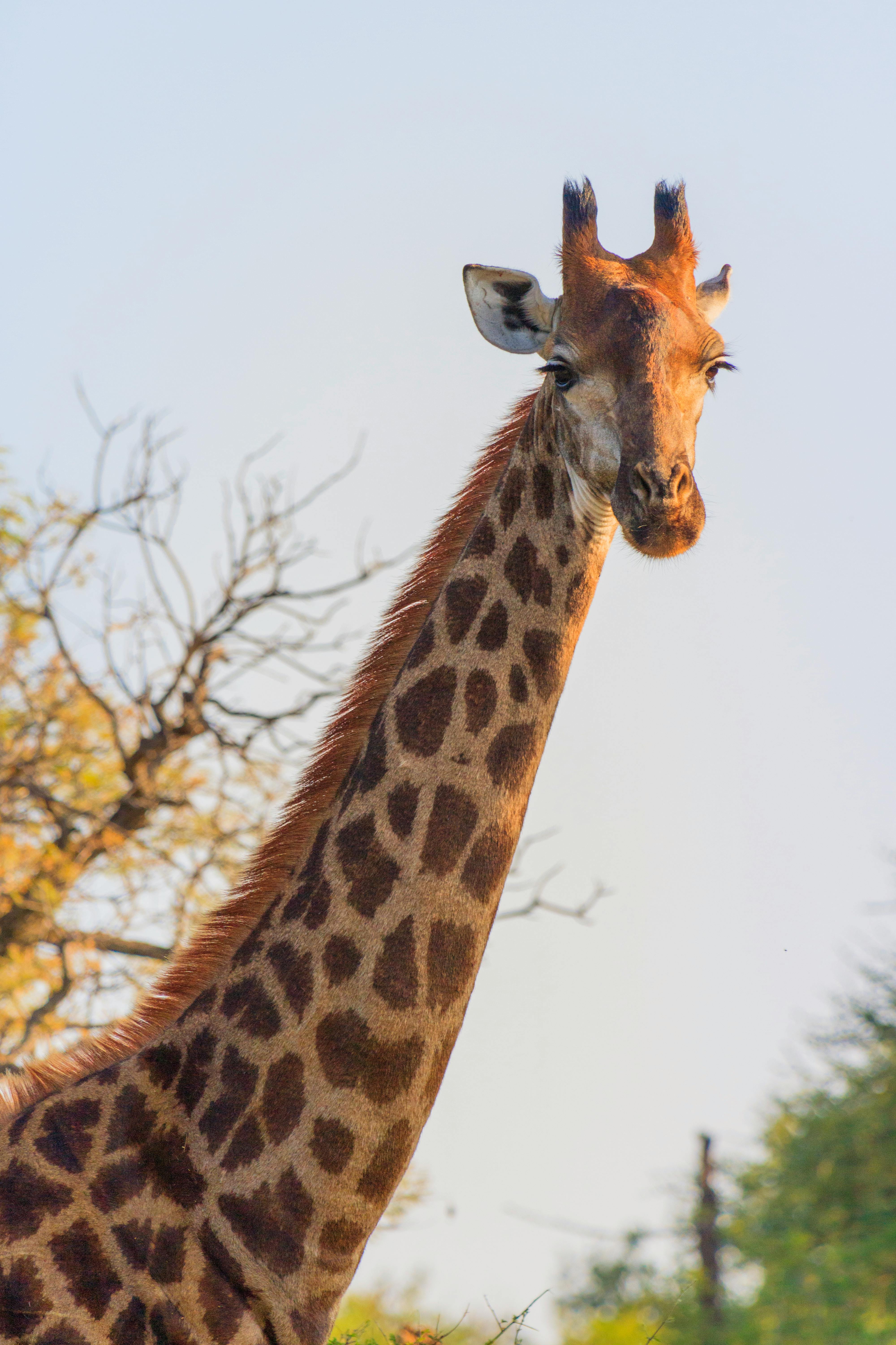 Baby Giraffes Standing under Palm Tree · Free Stock Photo