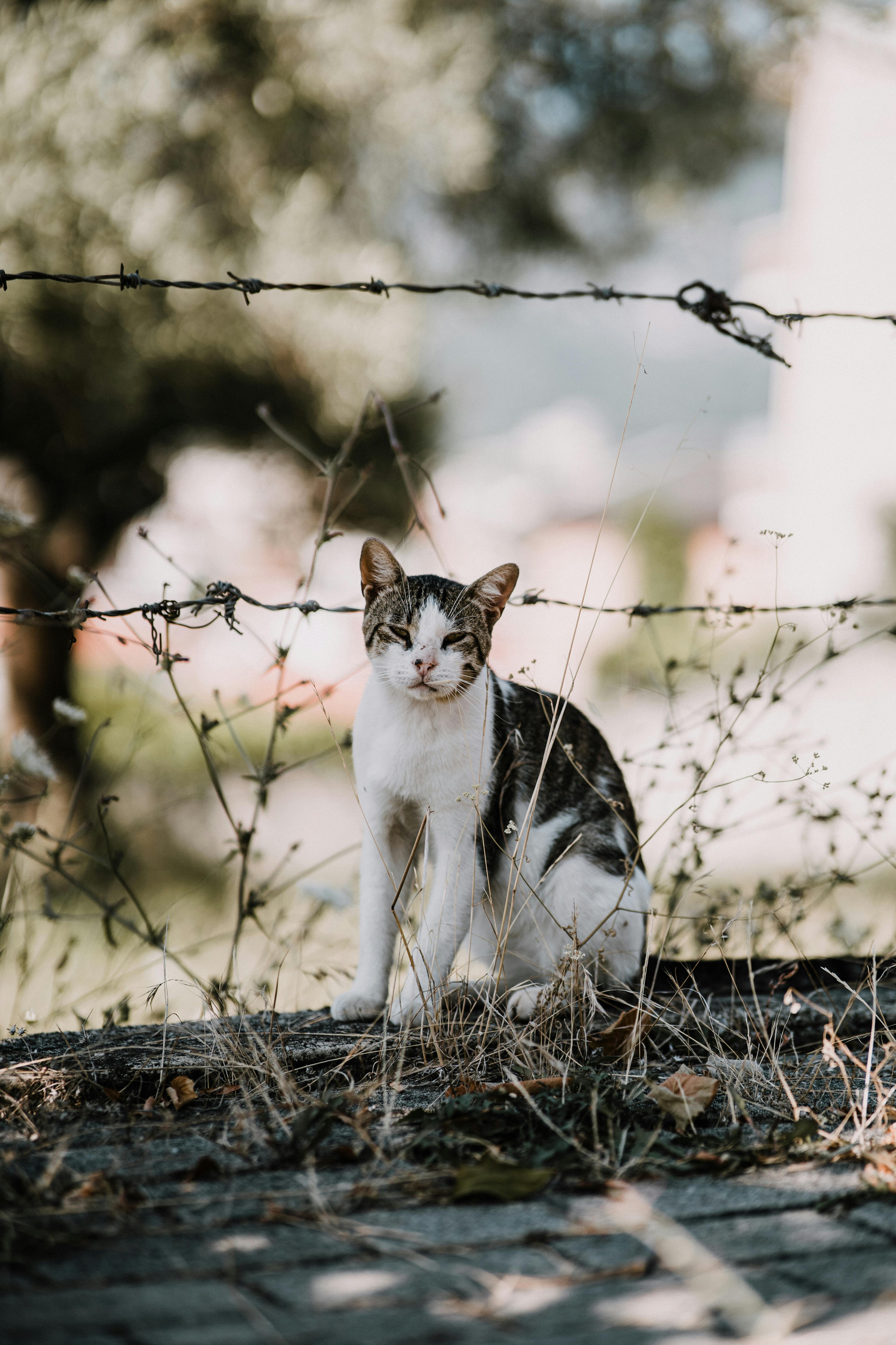Cat on Ground behind Barbed Wire · Free Stock Photo