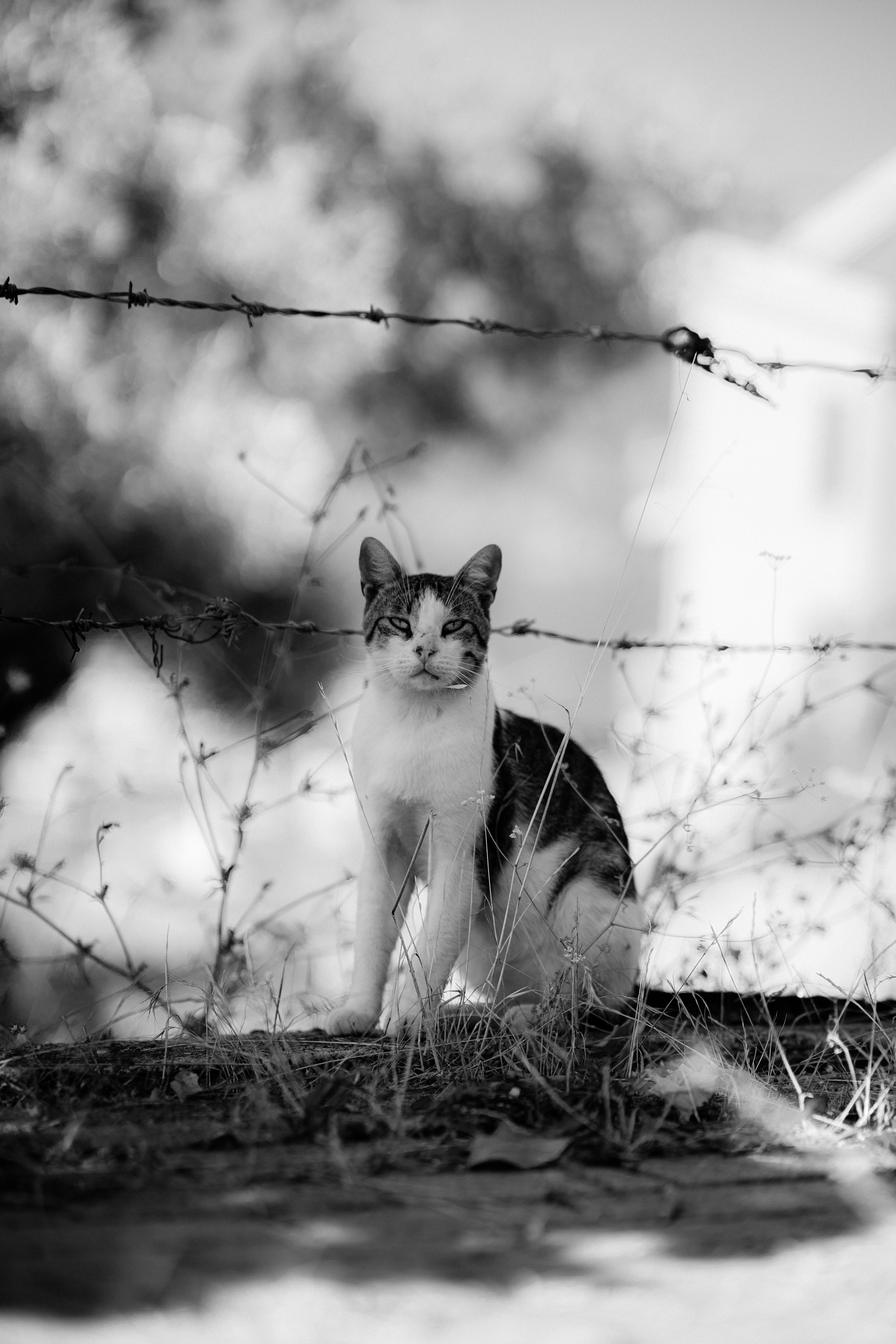 Cat behind Barbed Wire · Free Stock Photo