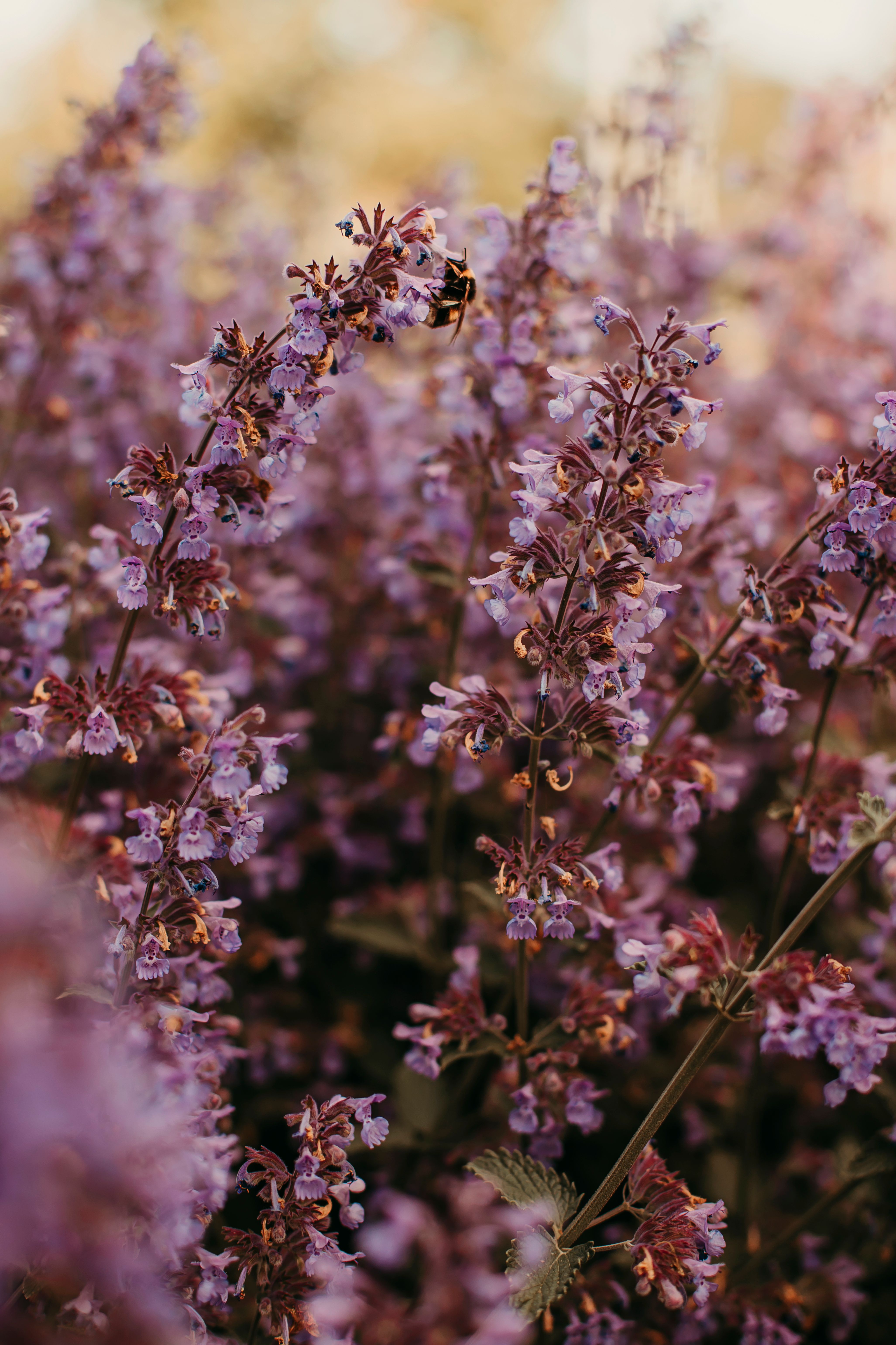 Purple Flower Field · Free Stock Photo