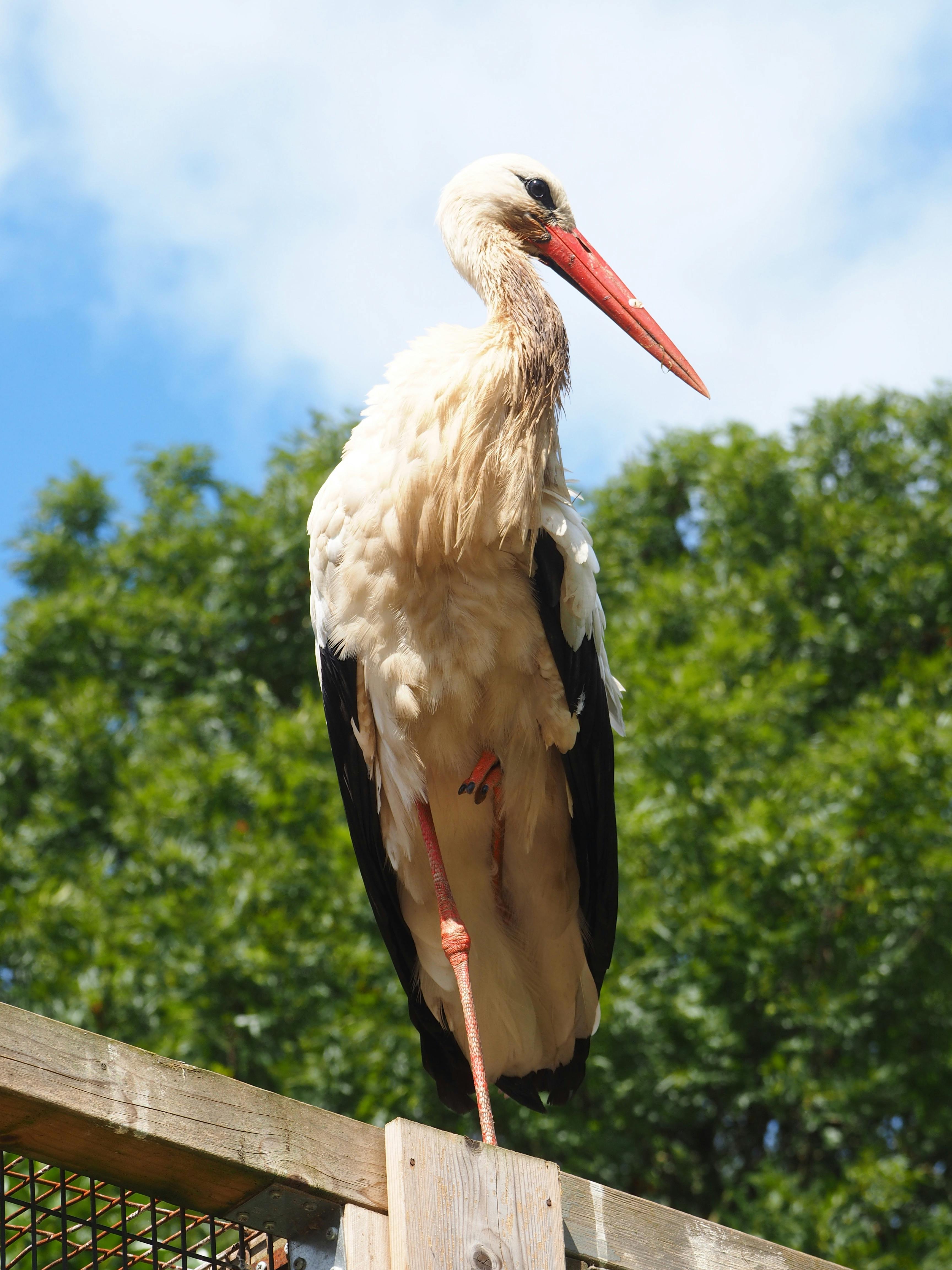 Stork Flamingoblume Photos, Download The BEST Free Stork Flamingoblume ...