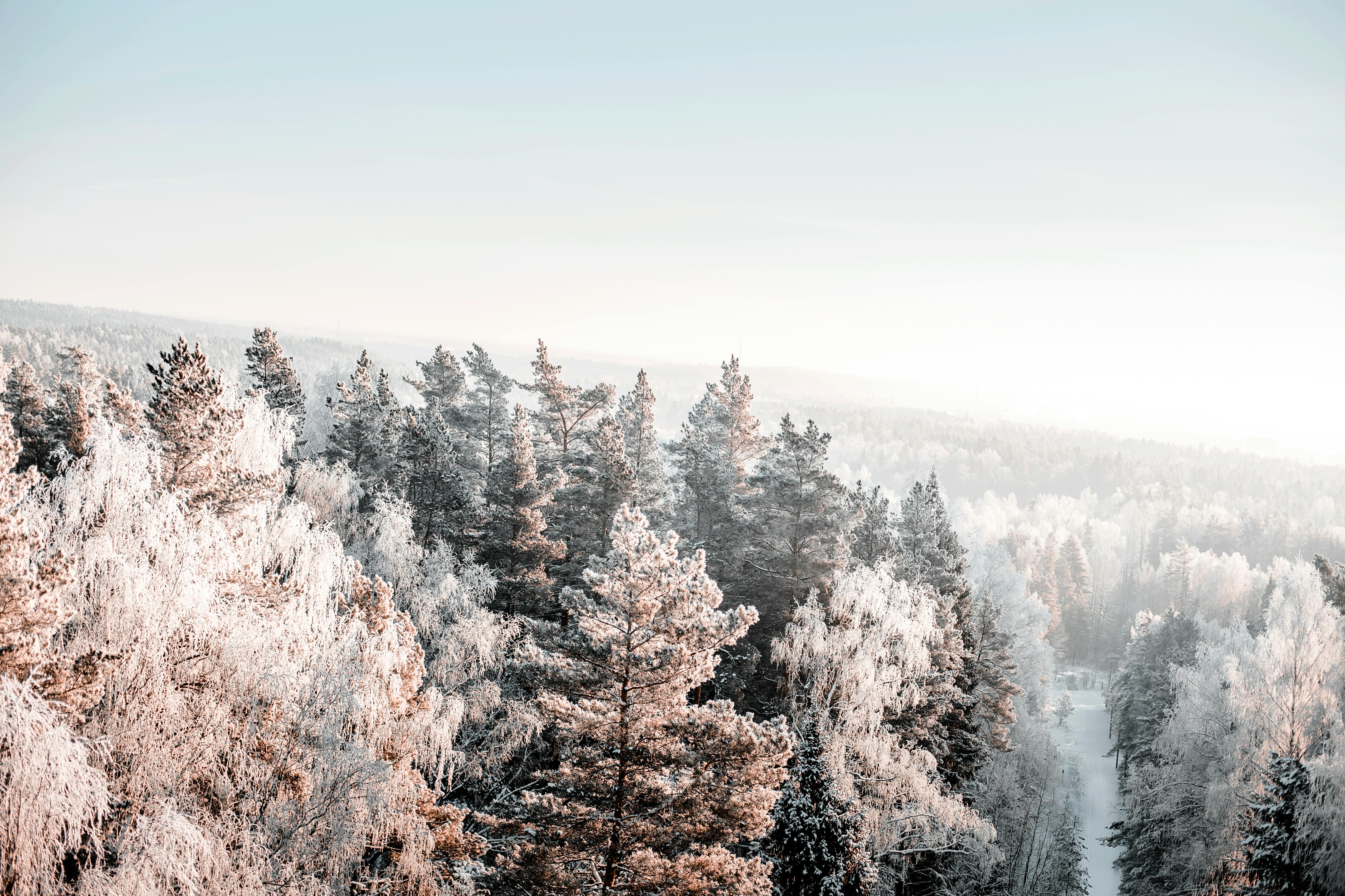 Deep Forest in Snow · Free Stock Photo