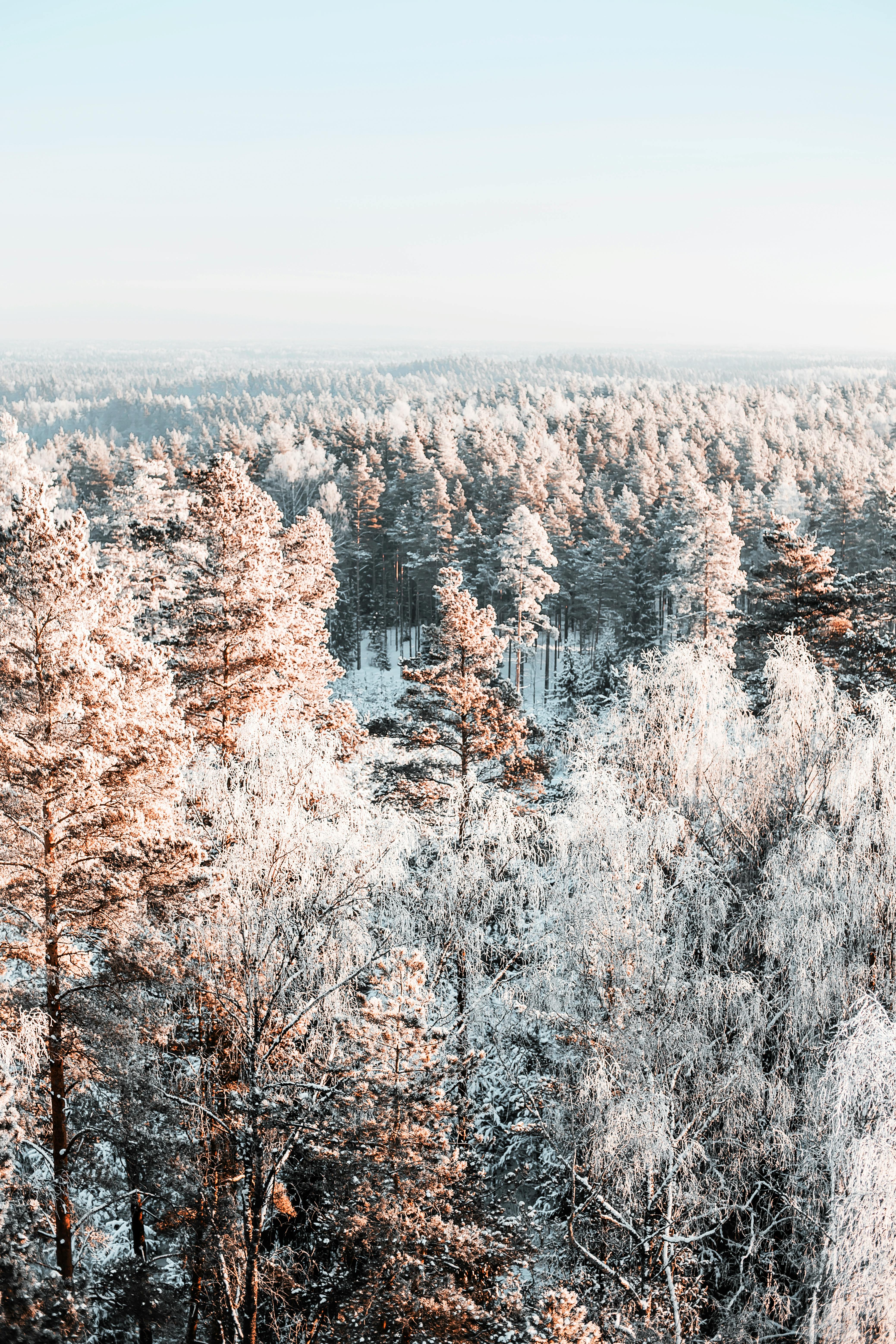 Forest in Winter · Free Stock Photo