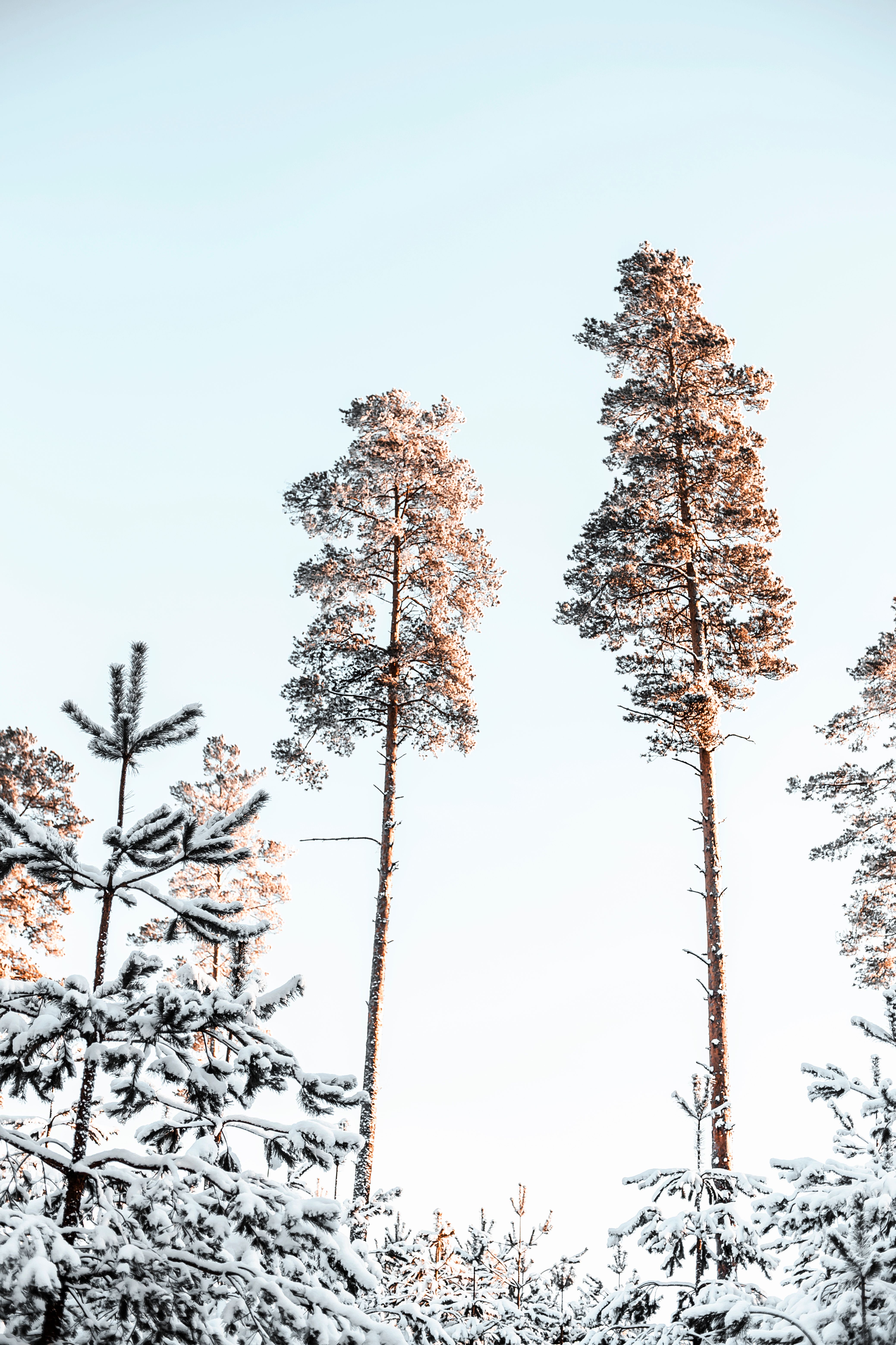 Snow on Tall Trees · Free Stock Photo