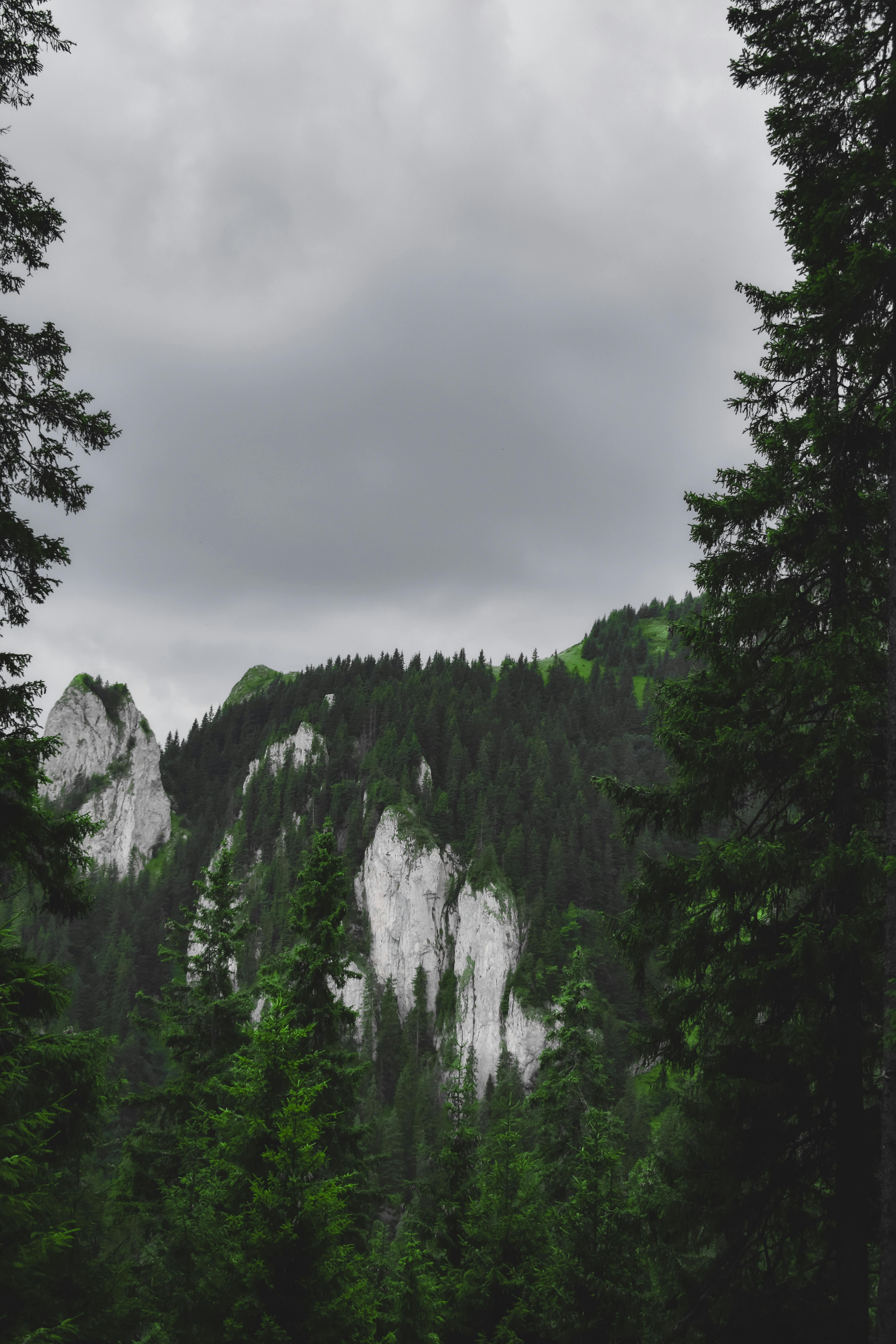 Overcast over Deep Forest · Free Stock Photo