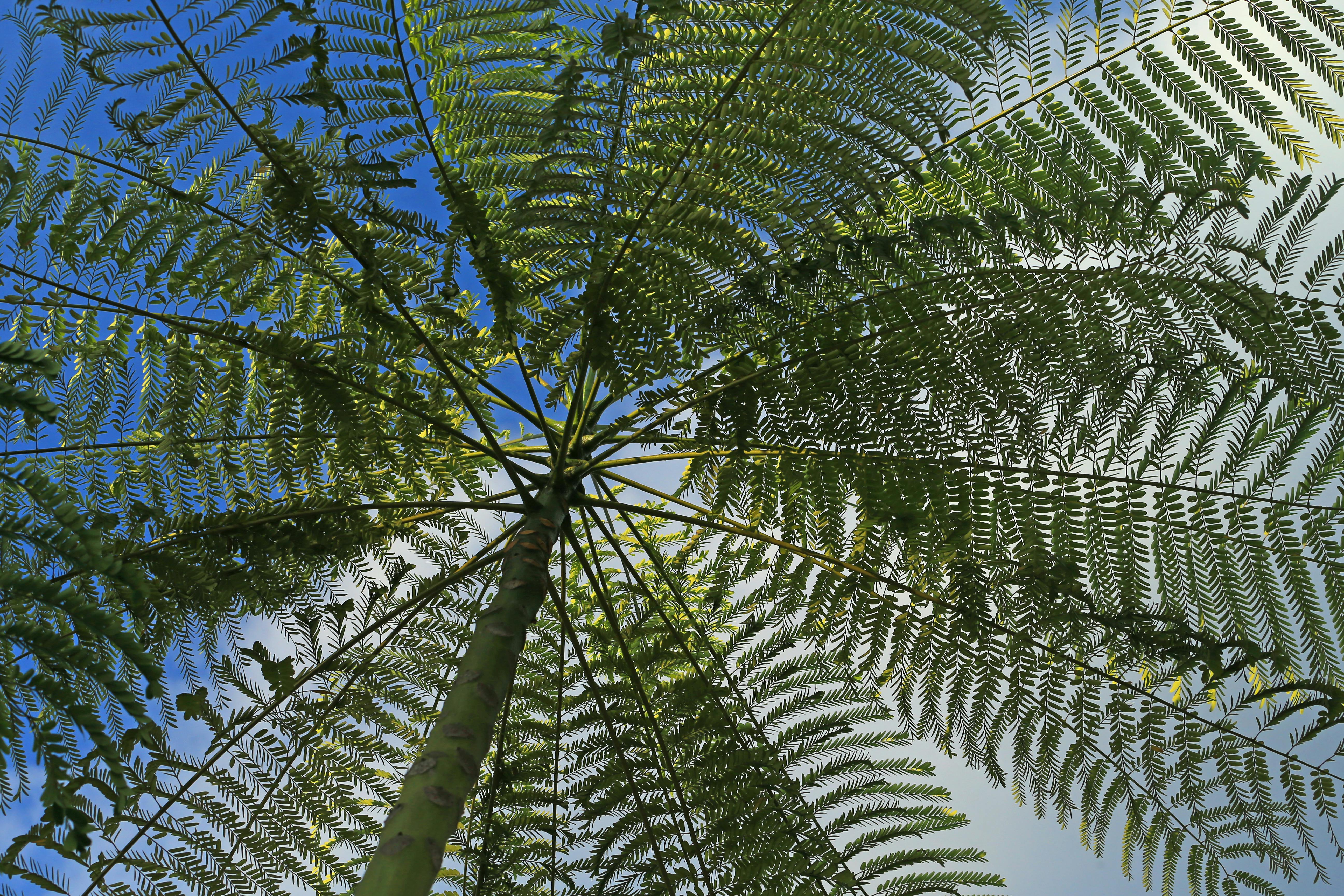 Photo of a Tree Fern · Free Stock Photo
