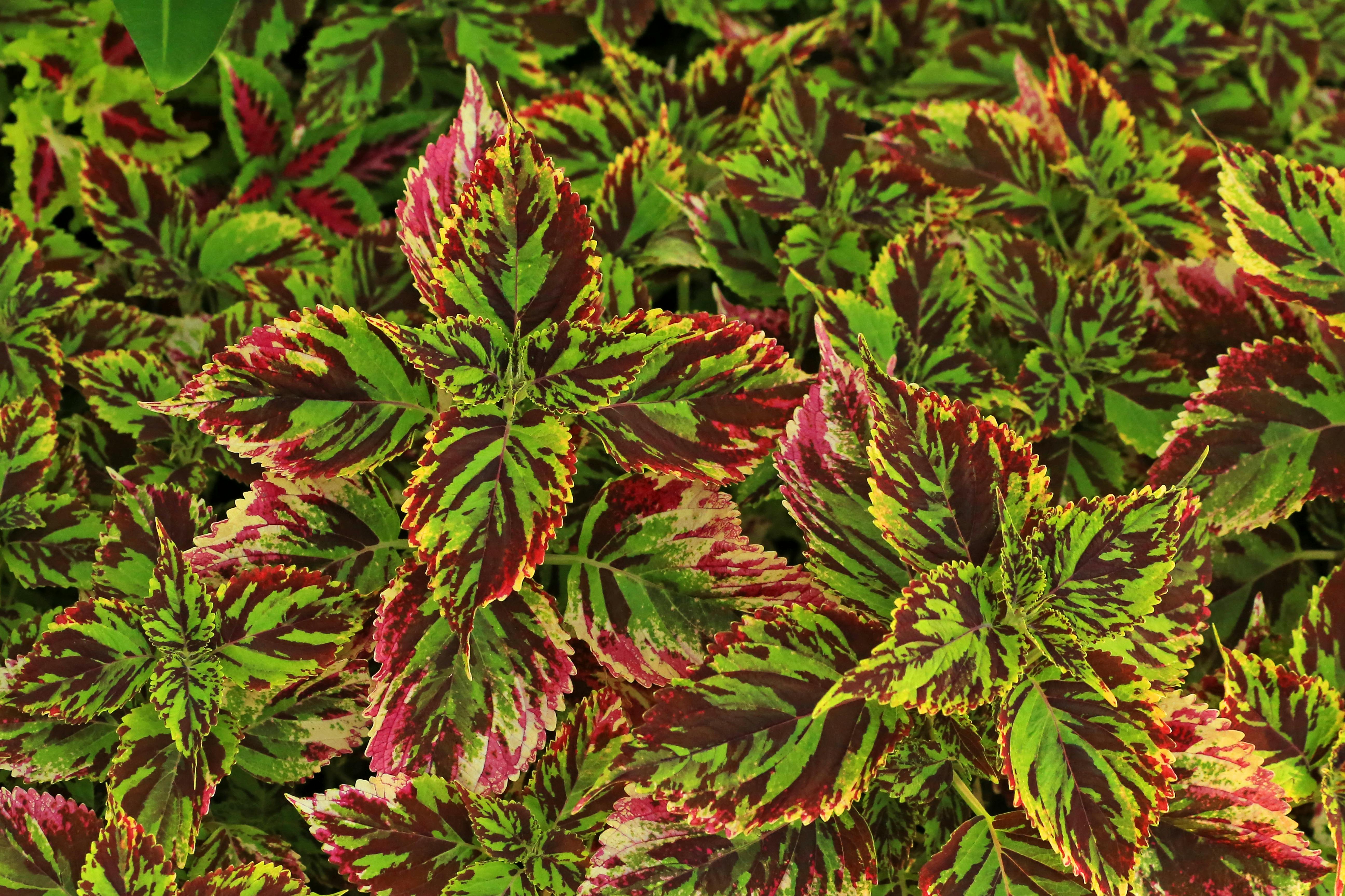 Coleus Photos, Download The BEST Free Coleus Stock Photos & HD Images