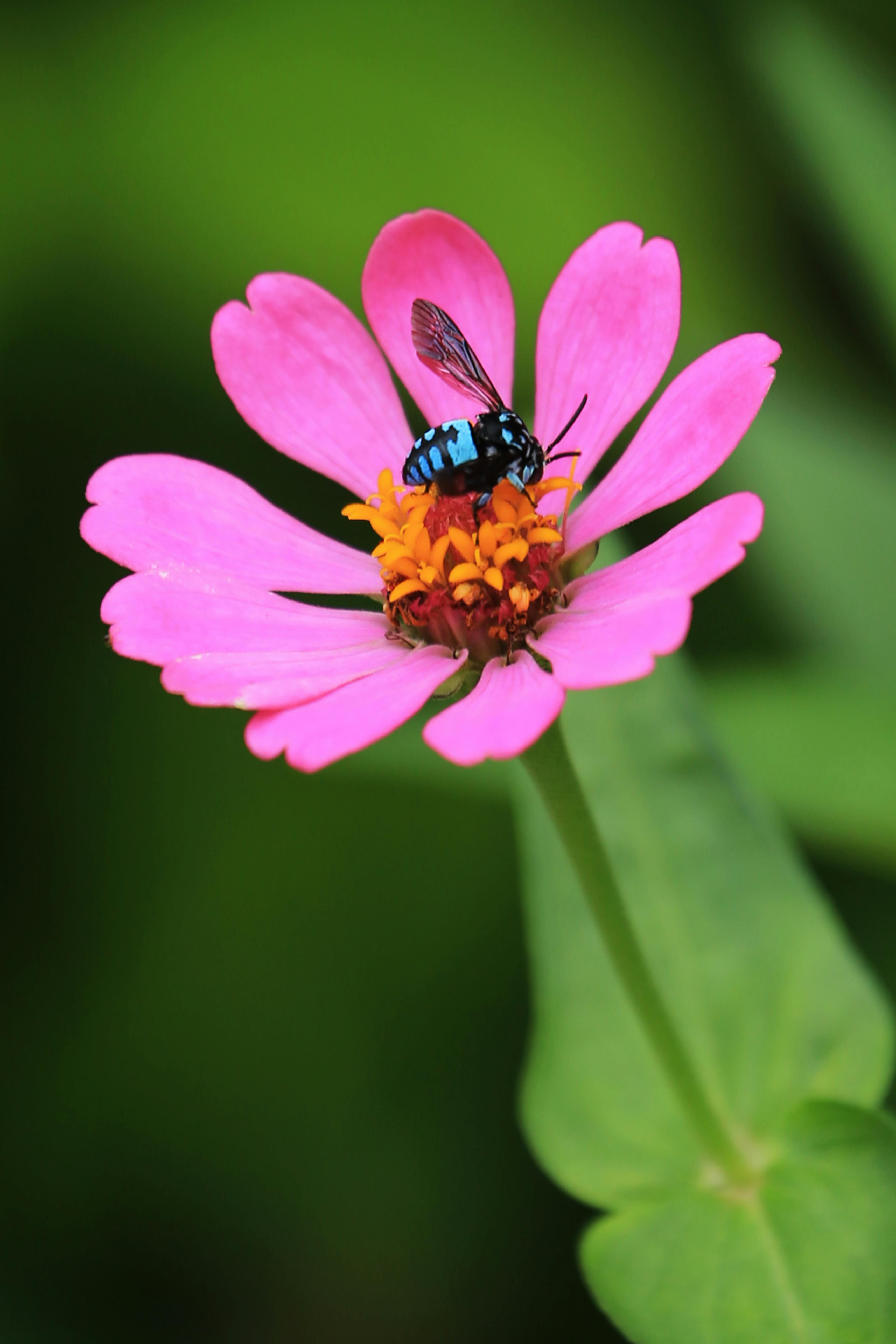 Blue Bee Photos, Download The BEST Free Blue Bee Stock Photos & HD Images