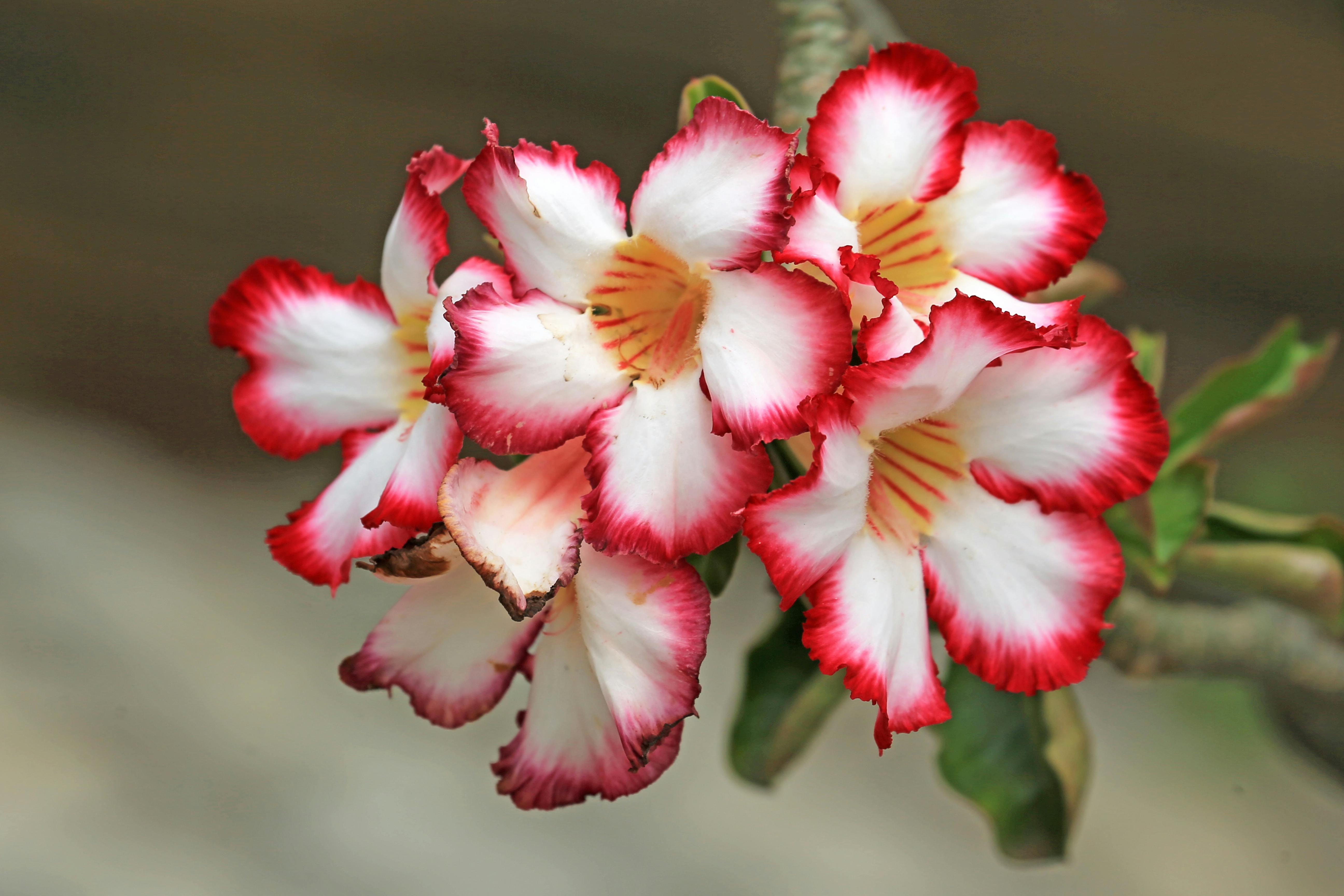 Flowering Desert Rose · Free Stock Photo