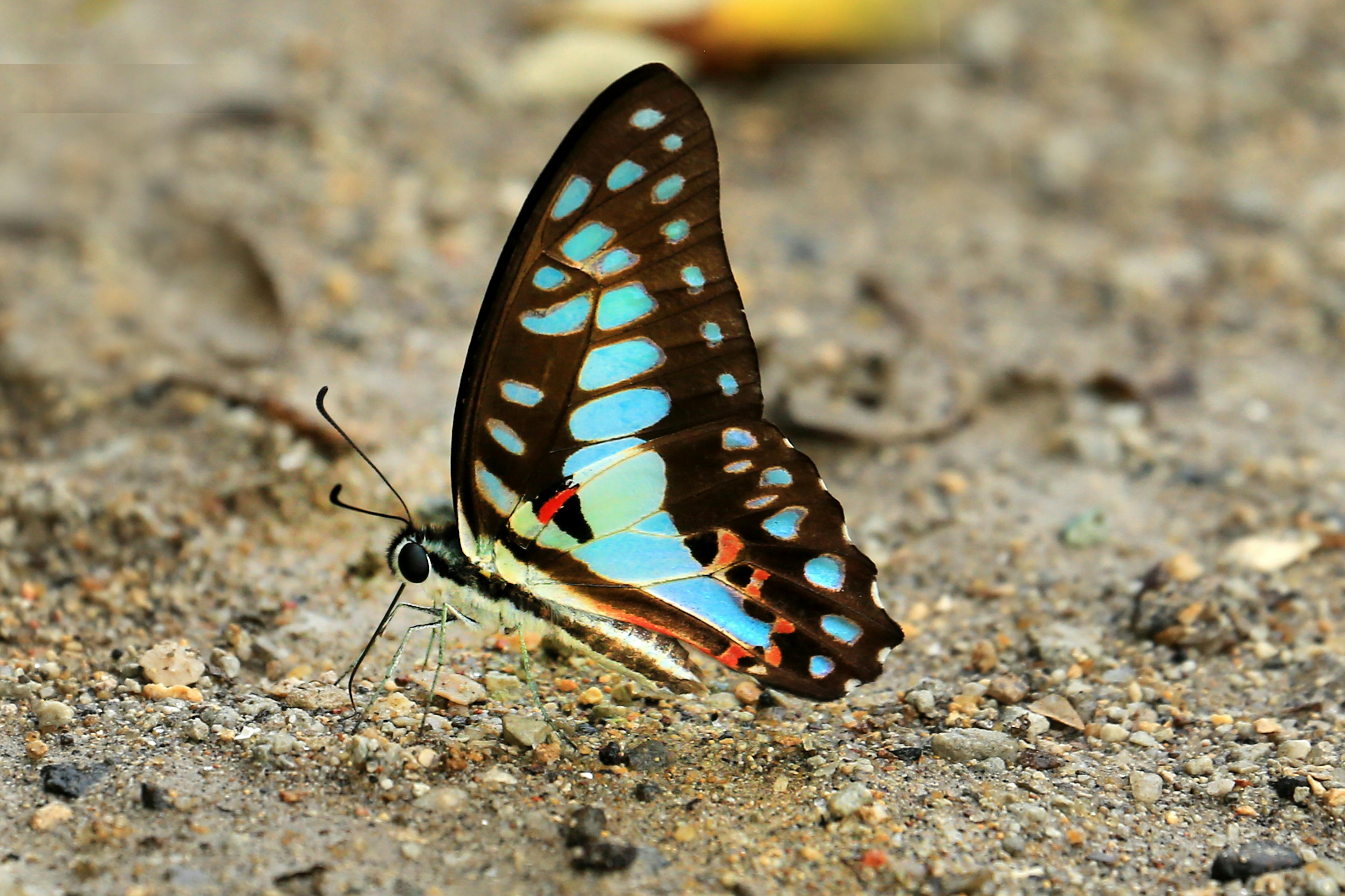 Close-Up Shot of a Common Blue Butterfly · Free Stock Photo