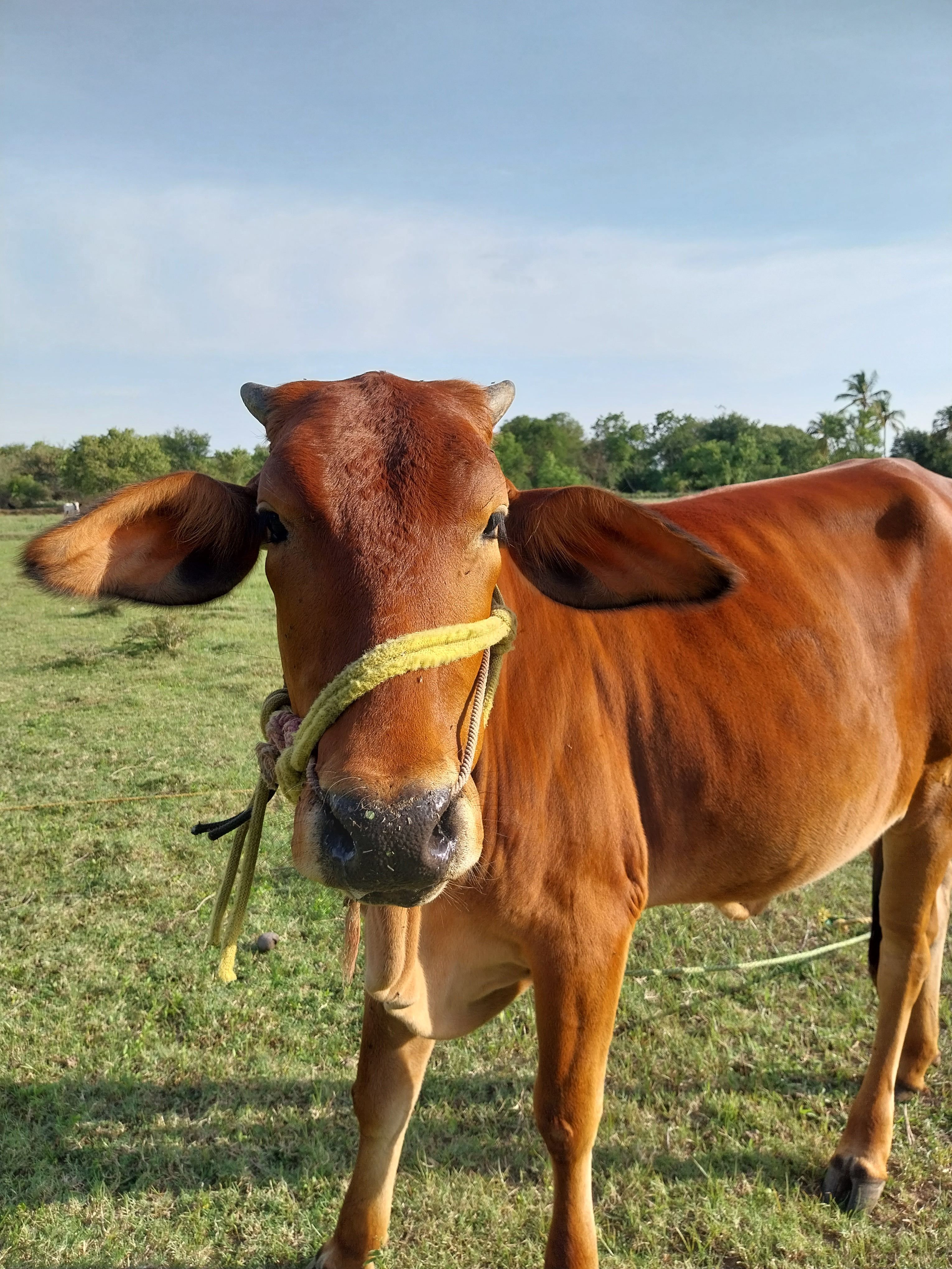 Photo of a Brown Cow · Free Stock Photo