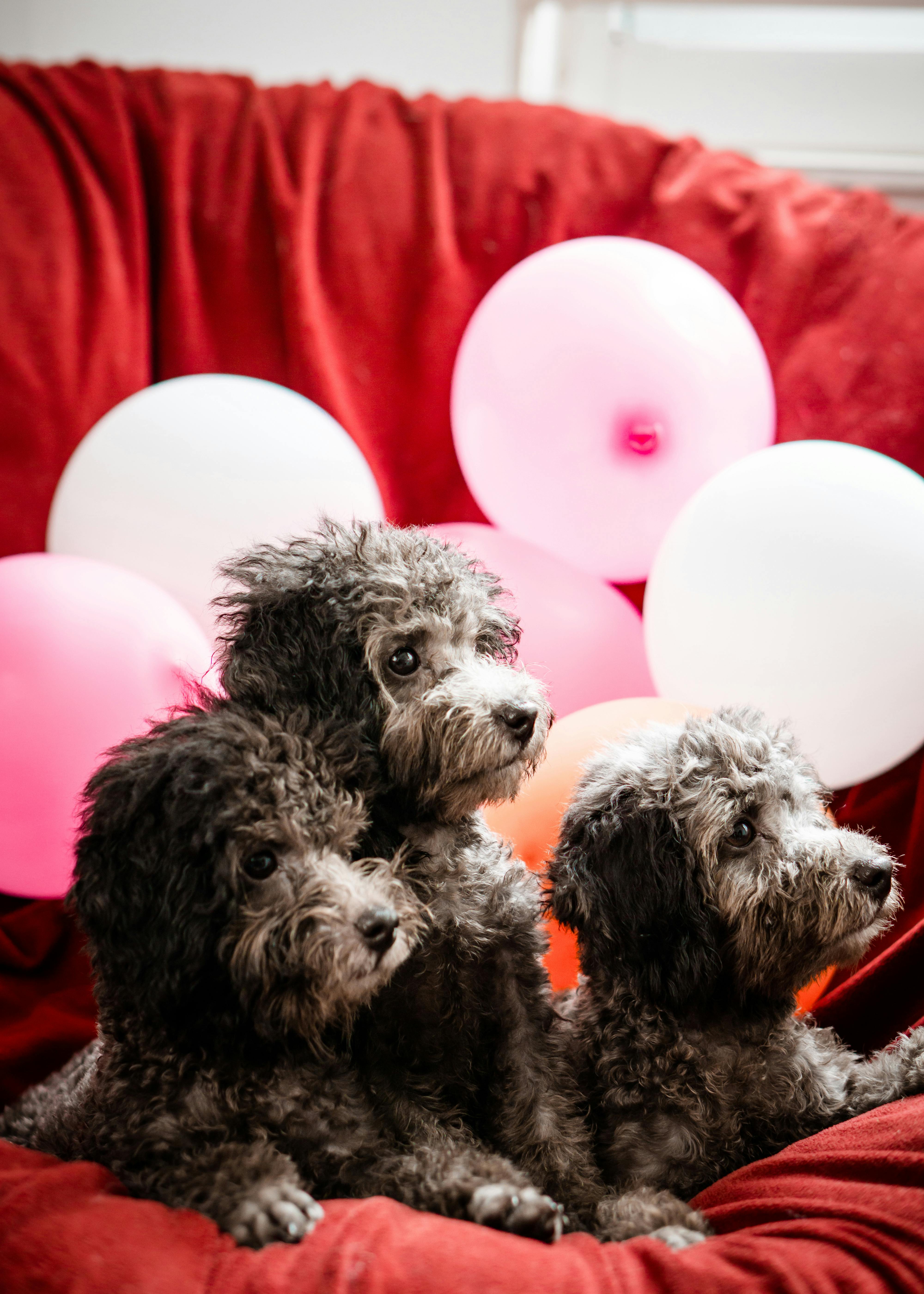 Gray Poodles in Bed Dogs · Free Stock Photo