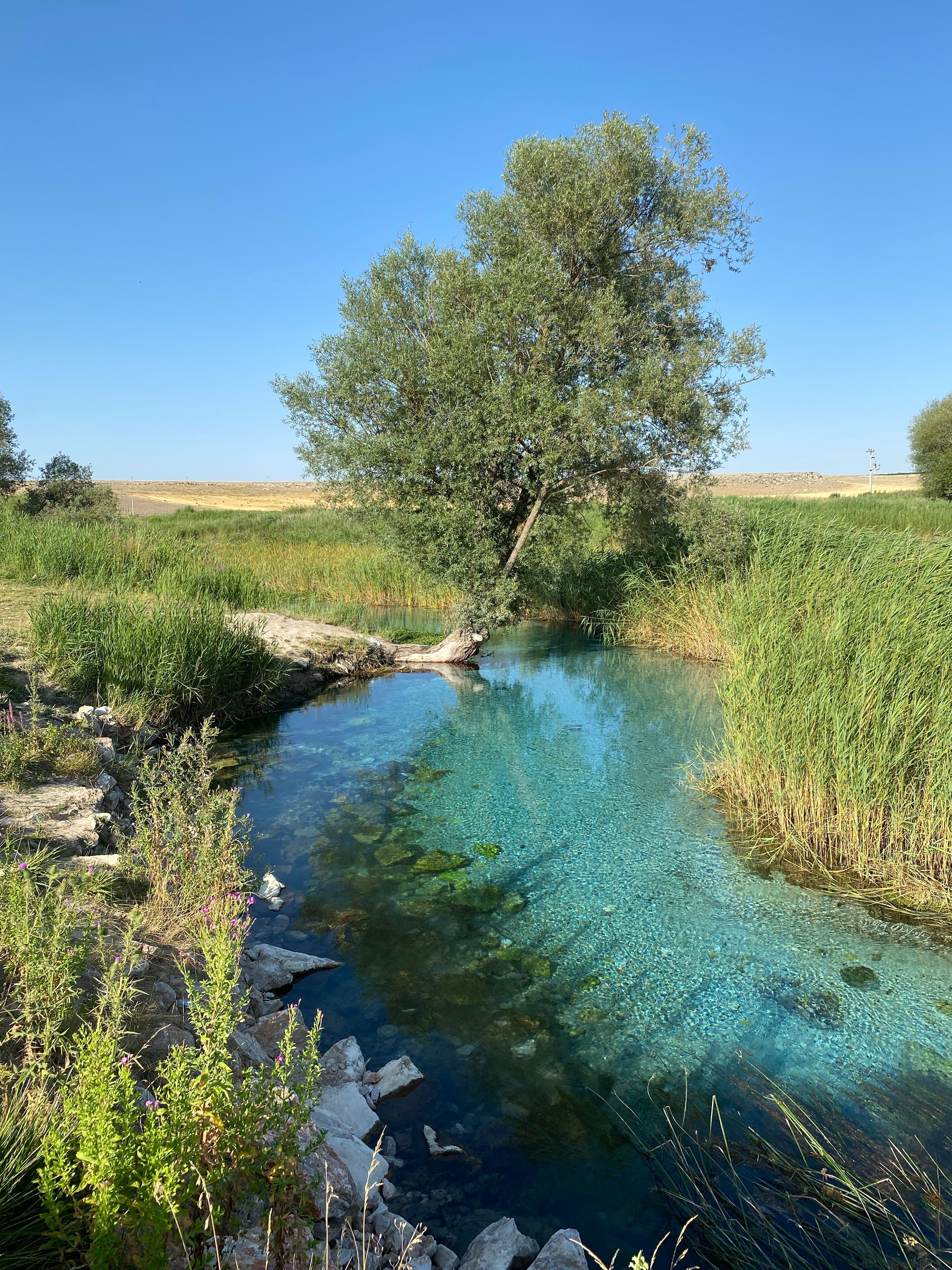 Stream in Rural Scenery in Summer · Free Stock Photo