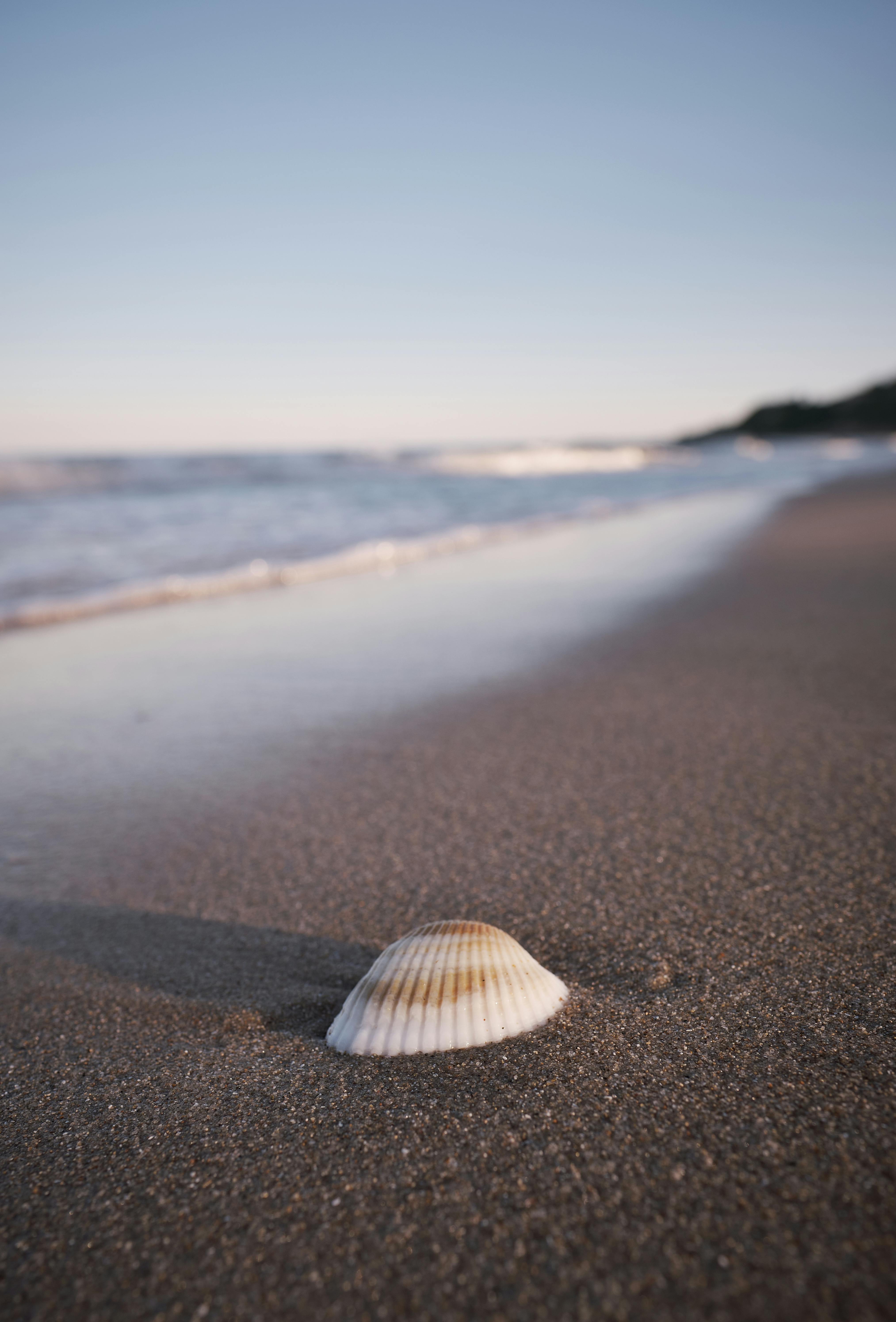 Clam Shells on a Beach Shore · Free Stock Photo