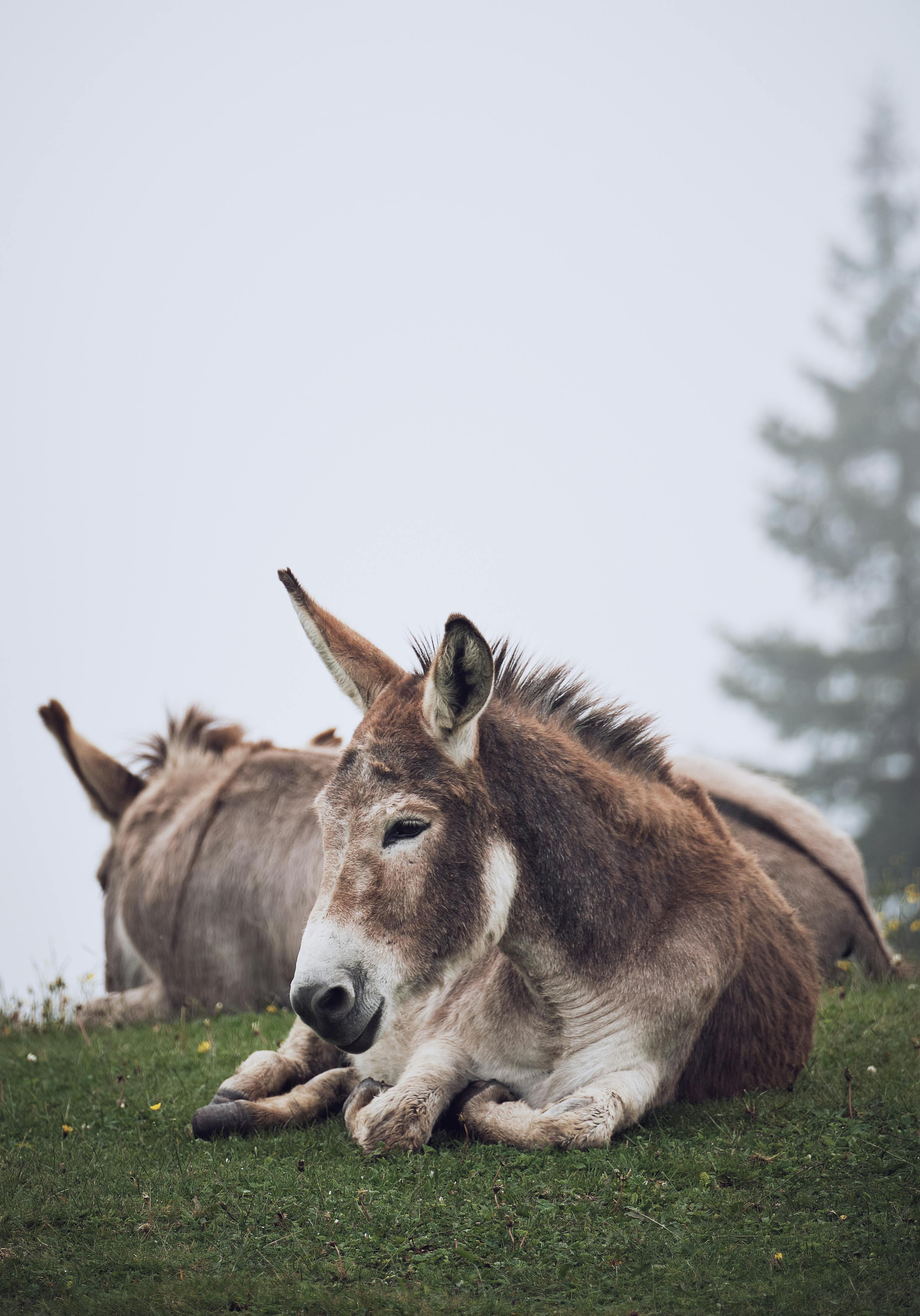 A Donkey Lying on Brown Sand · Free Stock Photo