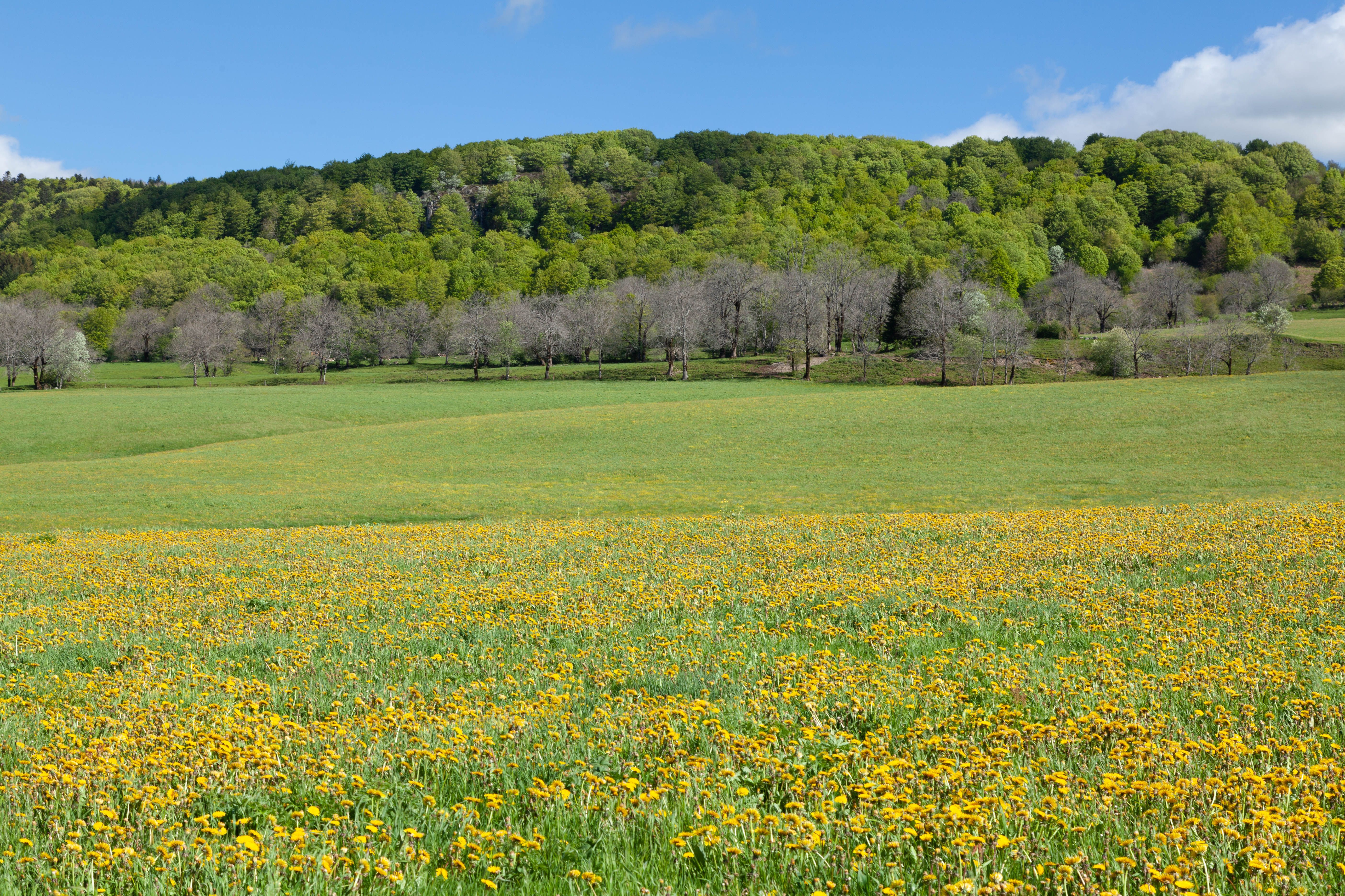 Meadow with Forest behind · Free Stock Photo