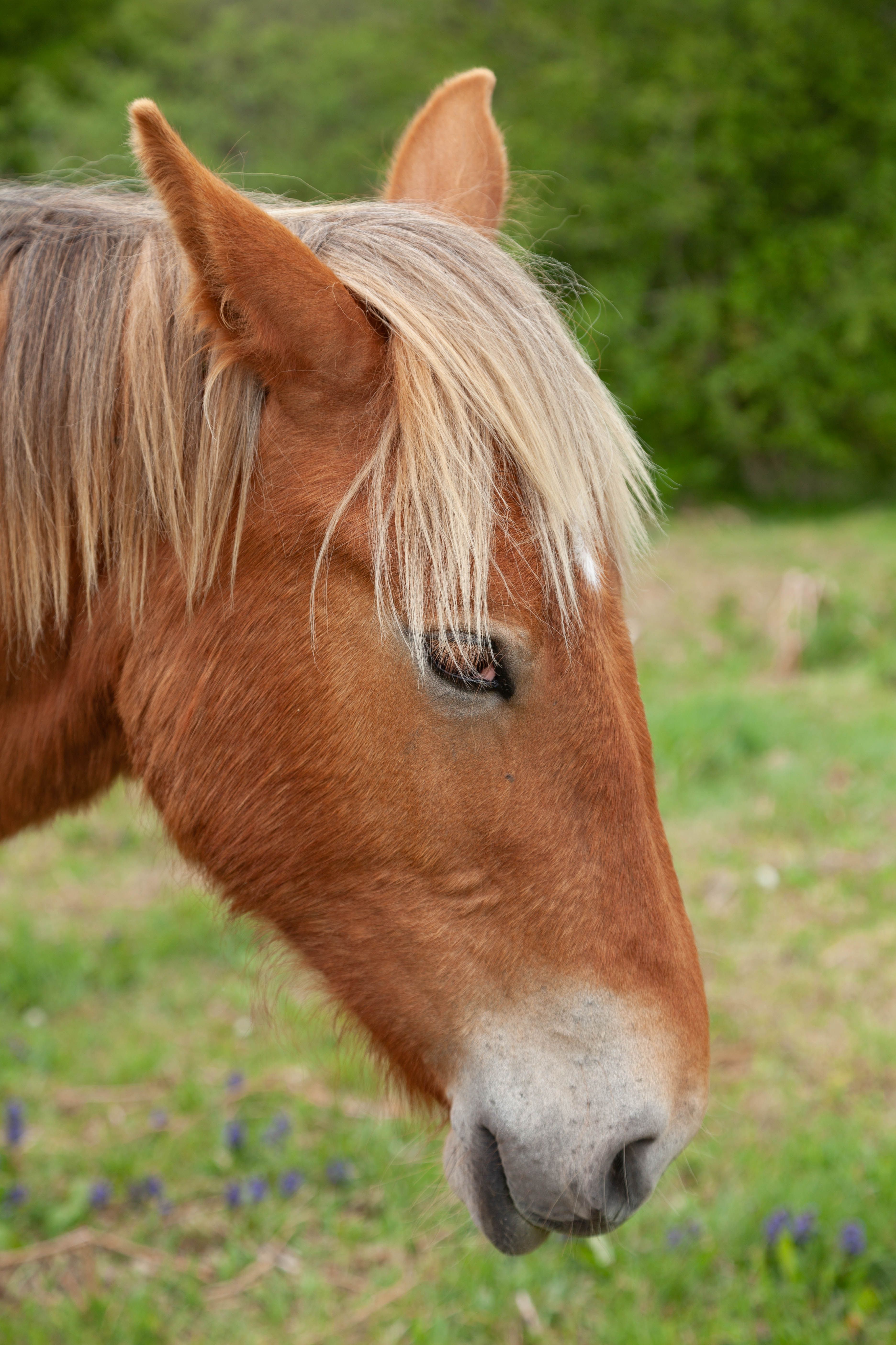 Brown Horse Head · Free Stock Photo