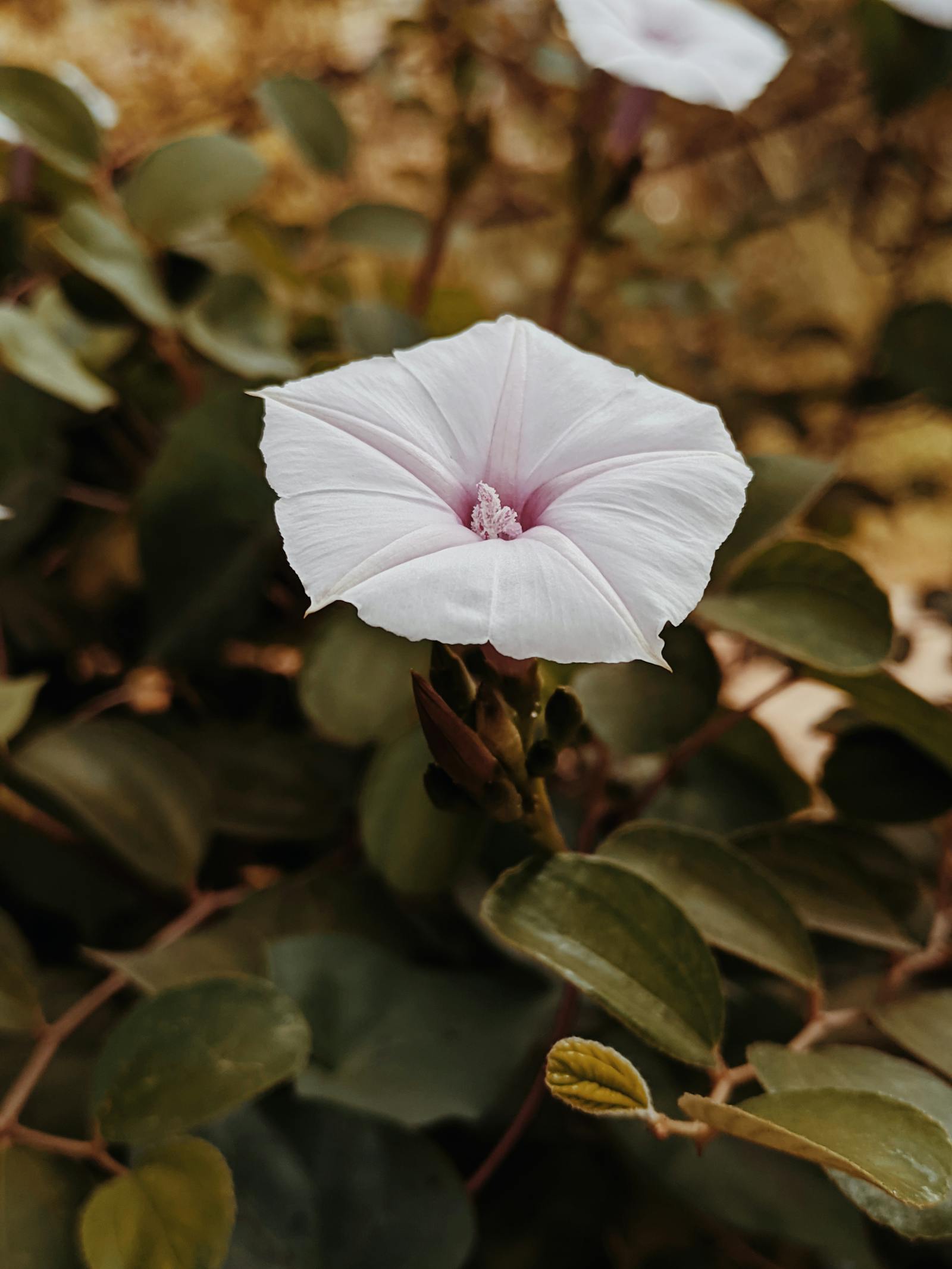 Flower Vine Photos, Download The BEST Free Flower Vine Stock Photos ...