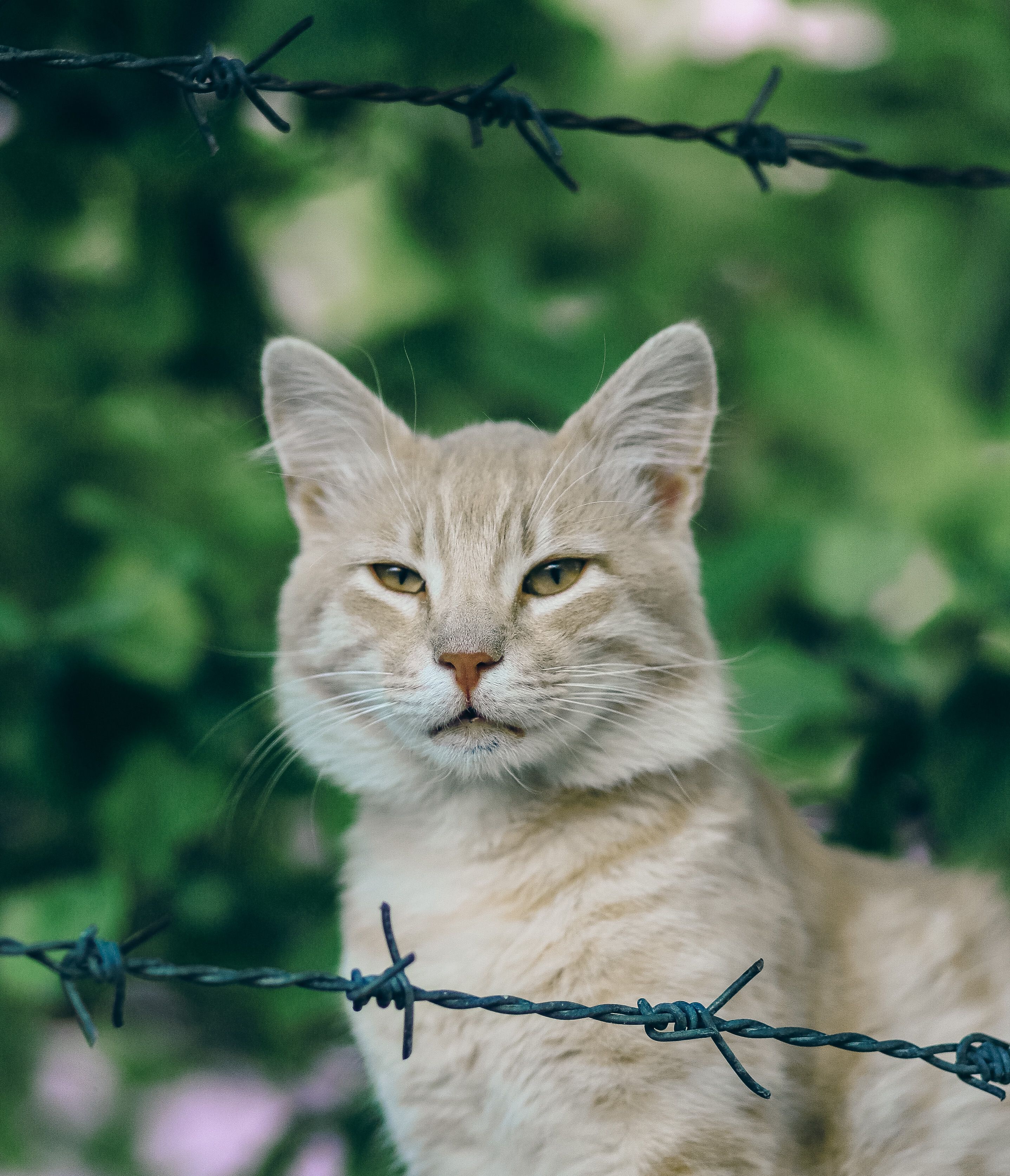 Cat 5 Wiring Photos, Download The BEST Free Cat 5 Wiring Stock Photos ...