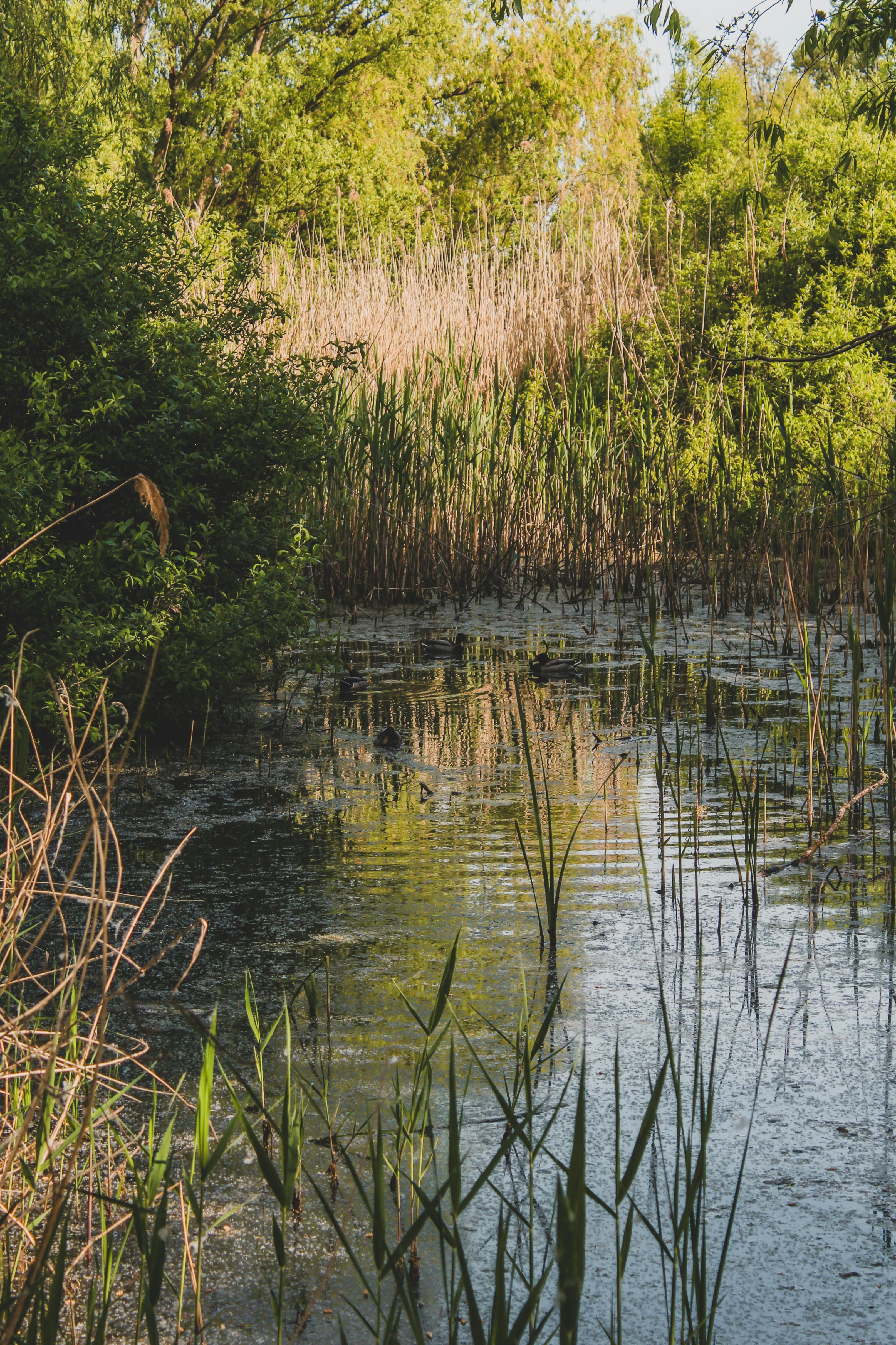 Photography Logos In Illustrations Photos, Download The BEST Free ...