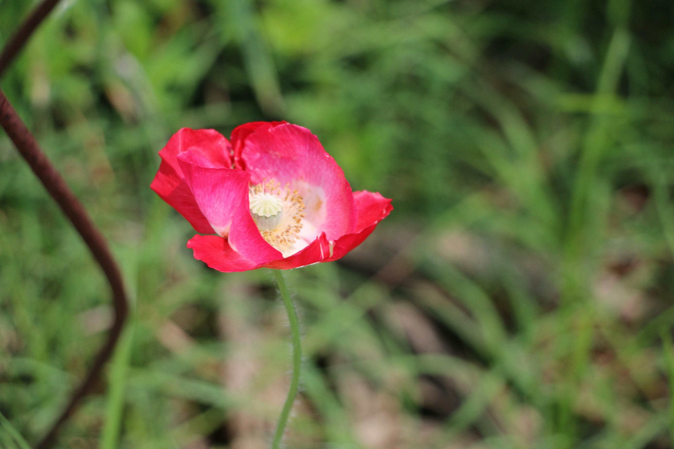 Jennifer Correia - Photography