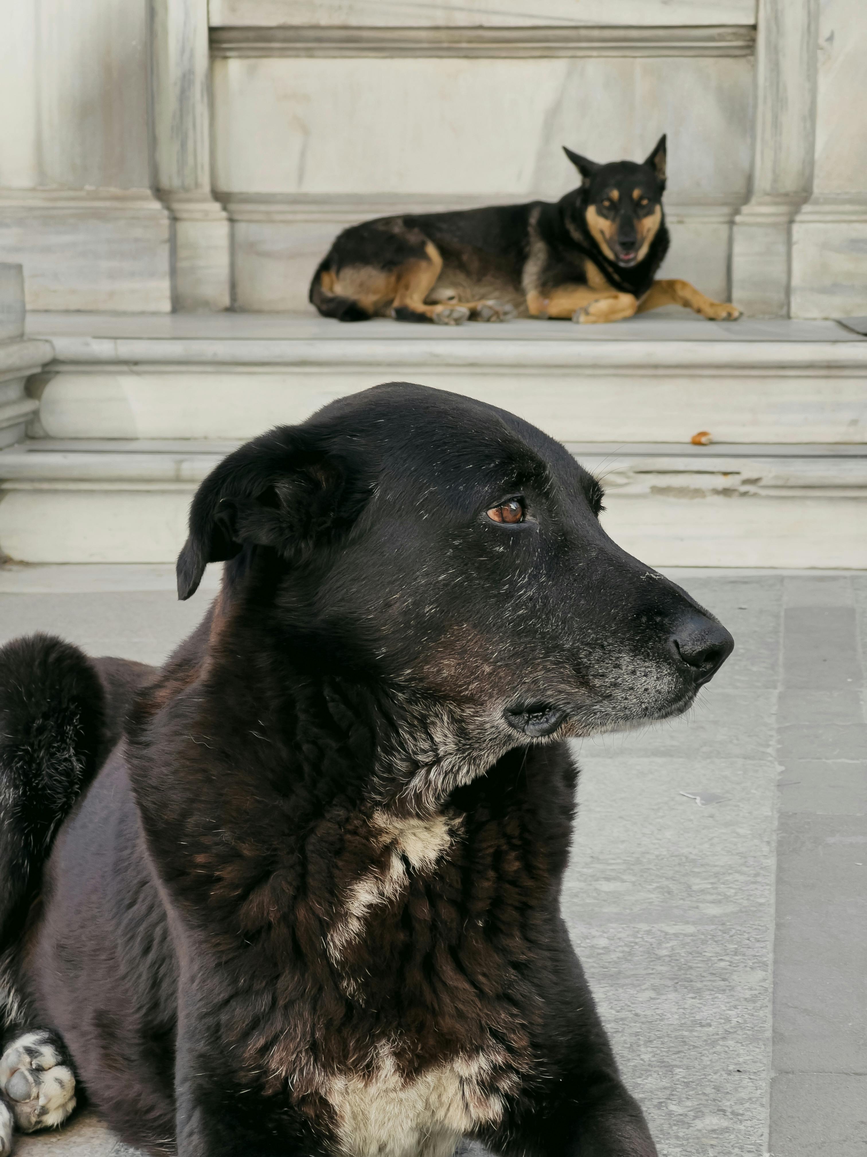 Dogs Vertical Photos, Download The BEST Free Dogs Vertical Stock Photos ...