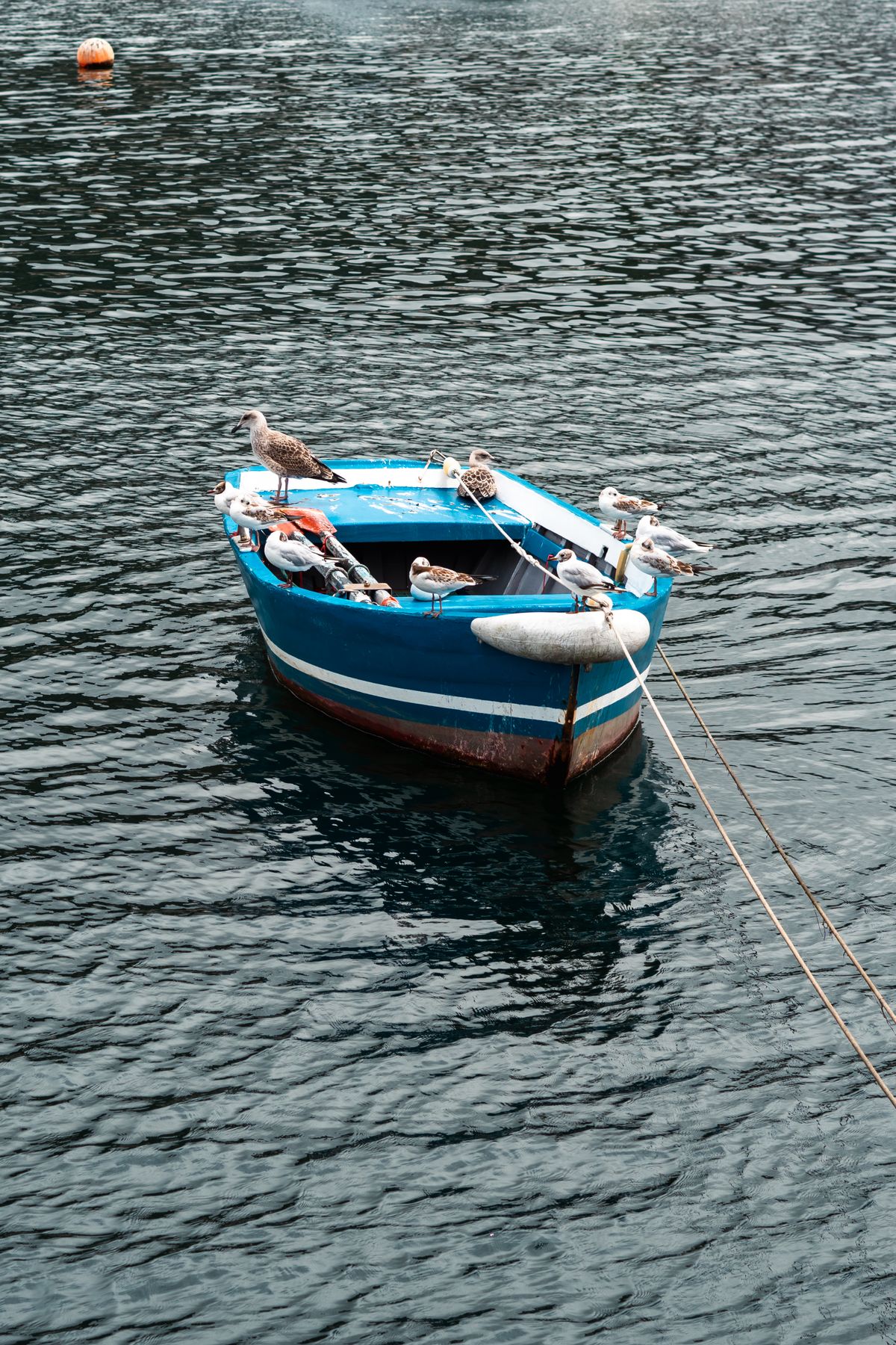 Gull Boat Photos, Download The BEST Free Gull Boat Stock Photos & HD Images