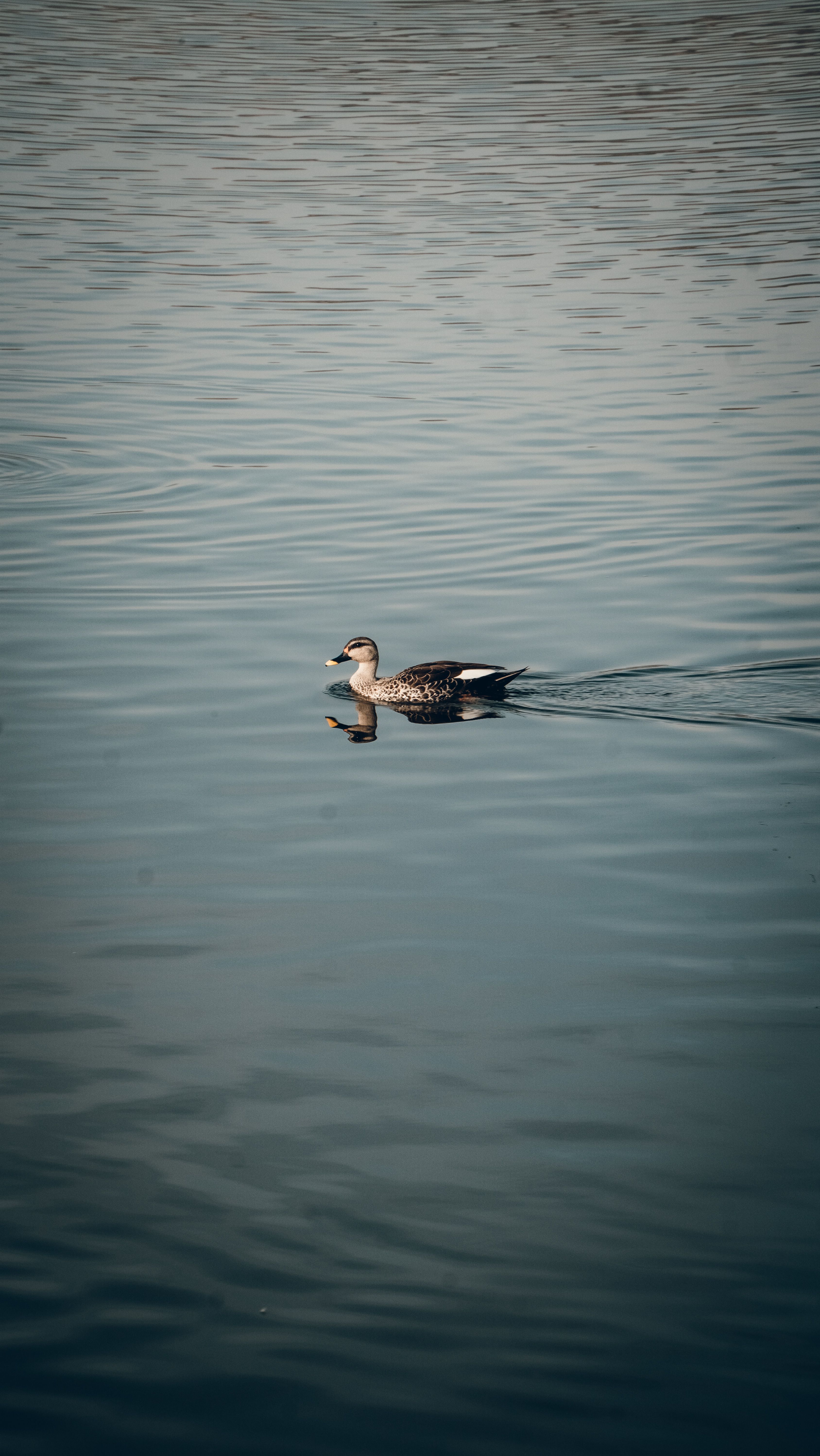Indian Duck Photos, Download The BEST Free Indian Duck Stock Photos ...
