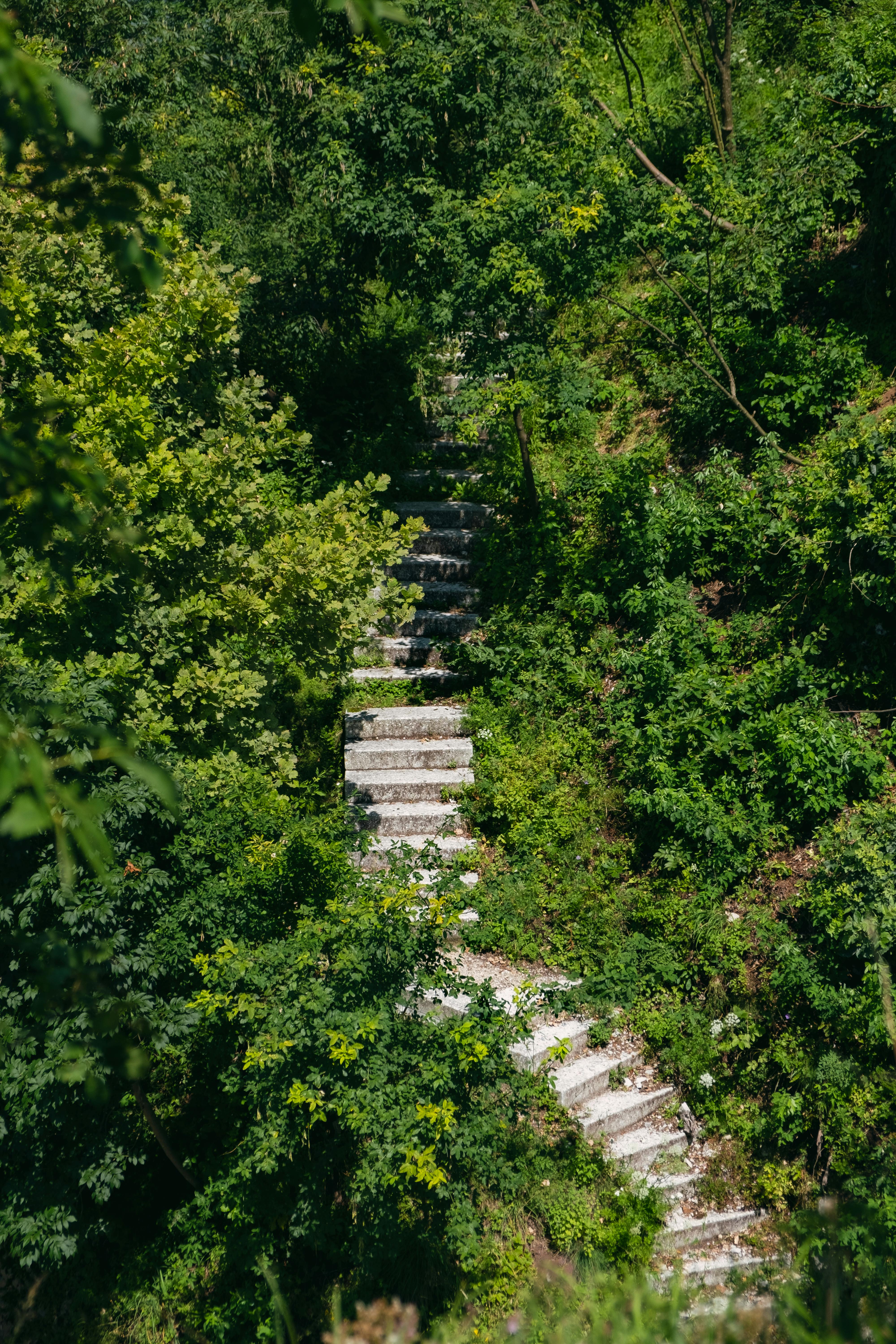 Fade Into A Deep Forest Trail Photos, Download The BEST Free Fade Into ...