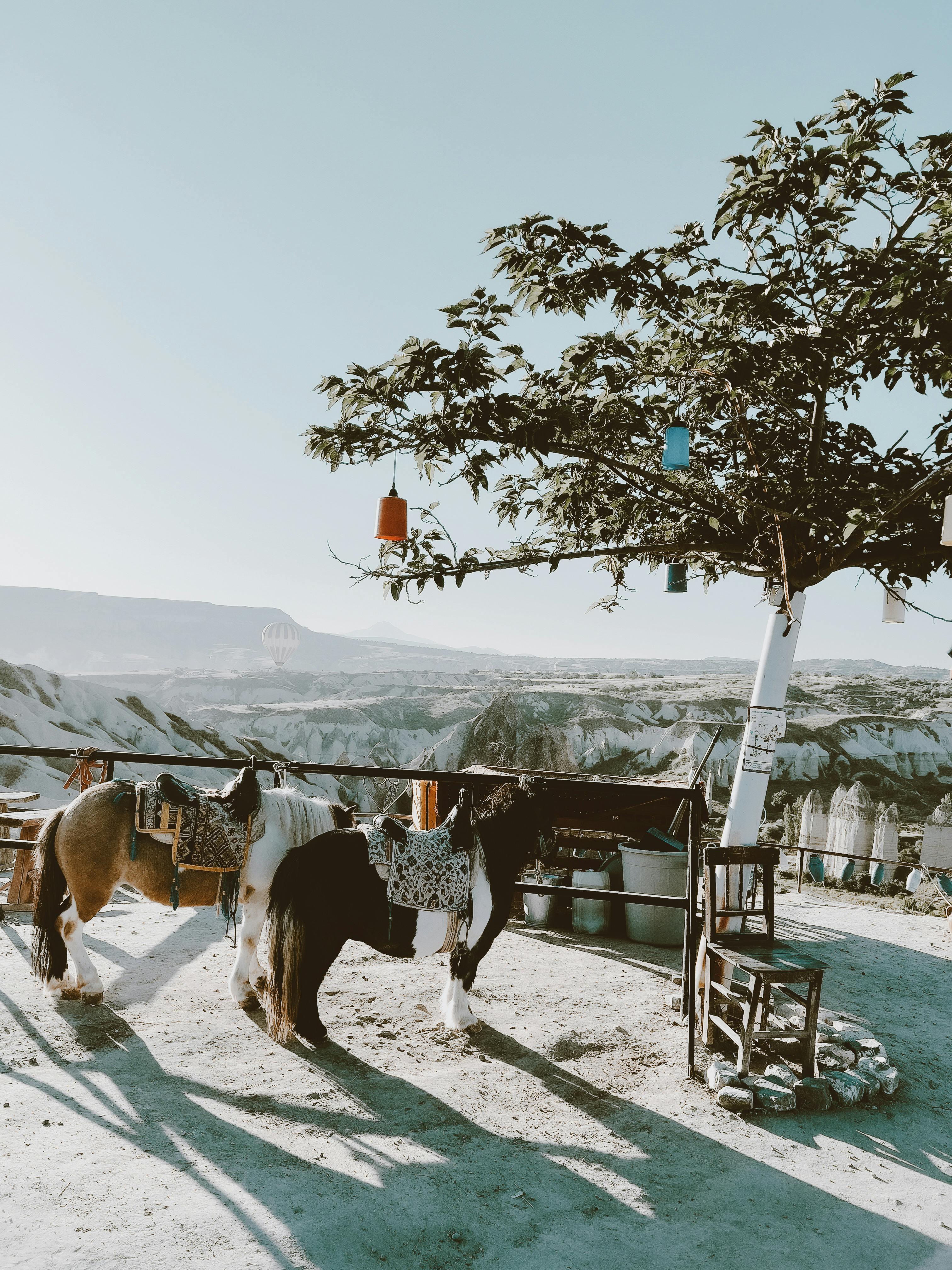 Saddled Ponies Tied to the Railing · Free Stock Photo