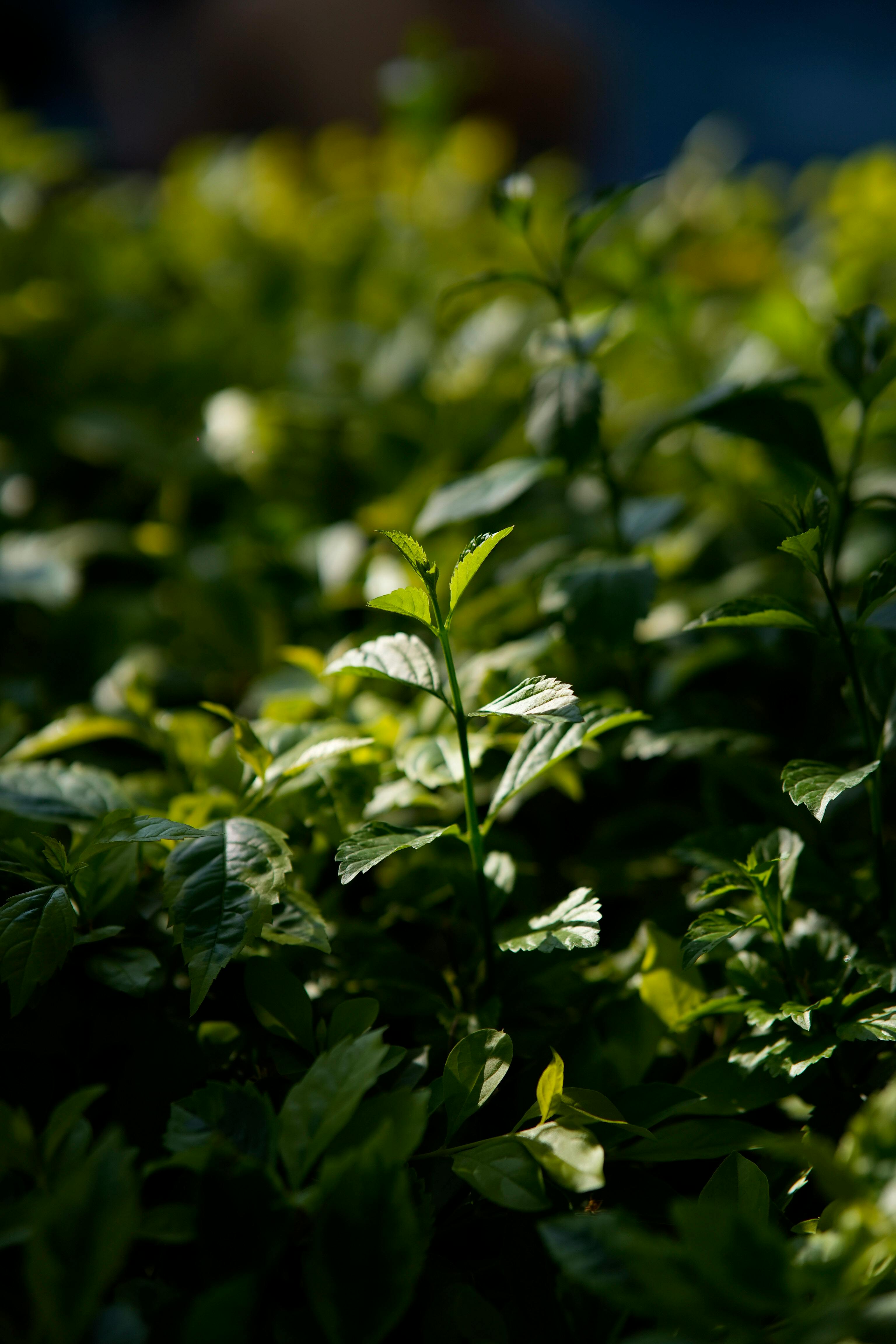 Green Mint Leaves · Free Stock Photo