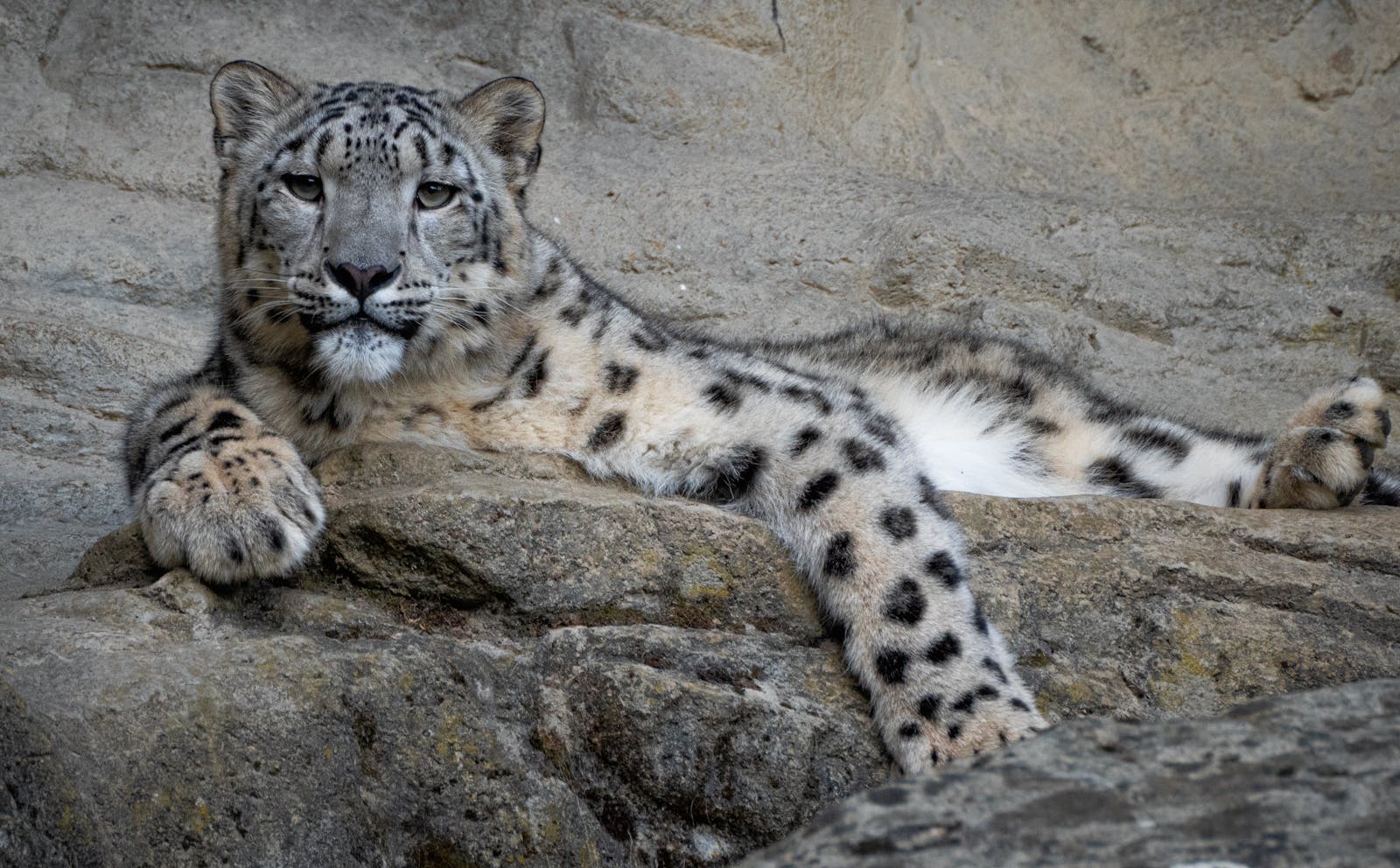 Snow Leopard Photos, Download The BEST Free Snow Leopard Stock Photos ...
