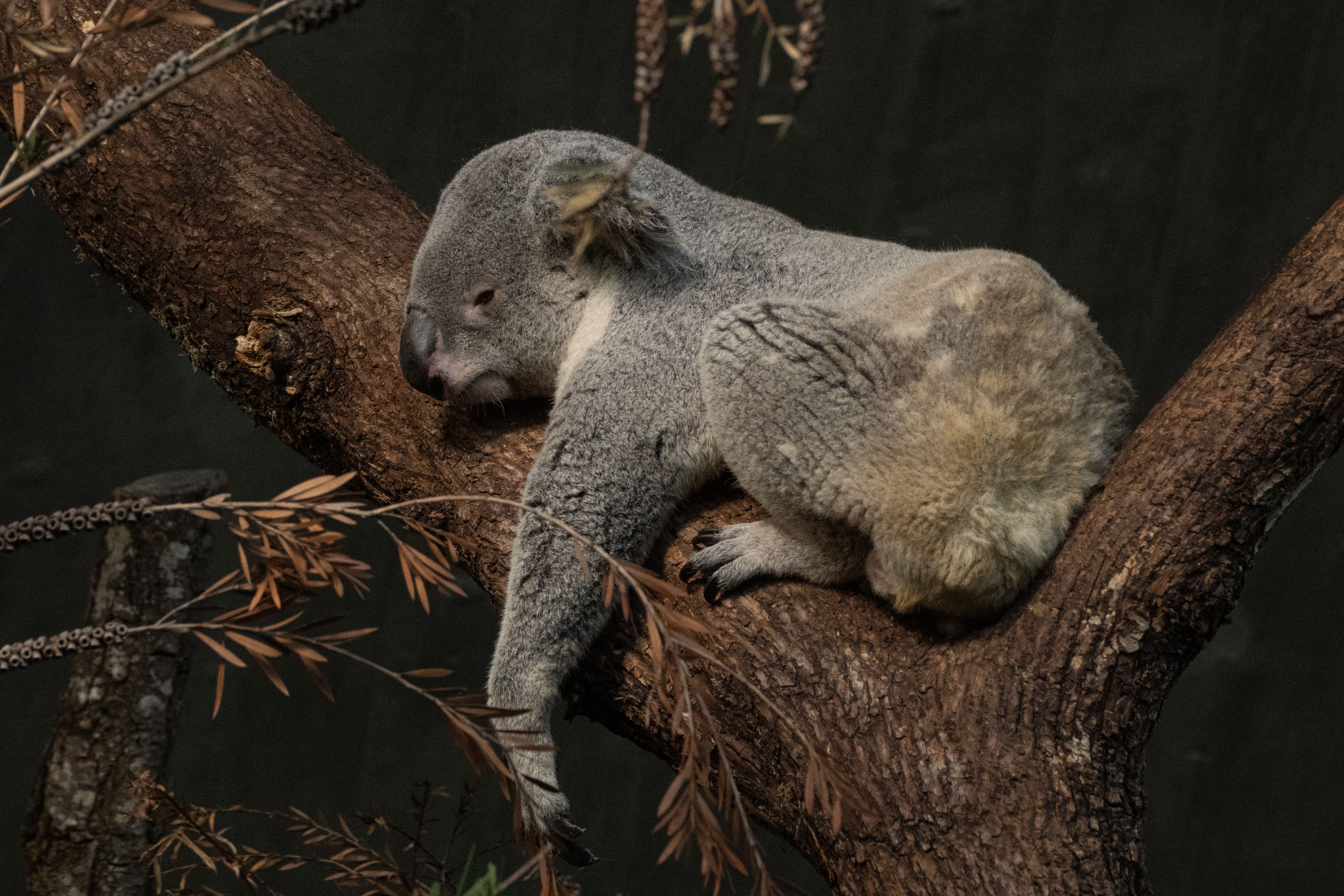 Koala Lying on Bough · Free Stock Photo