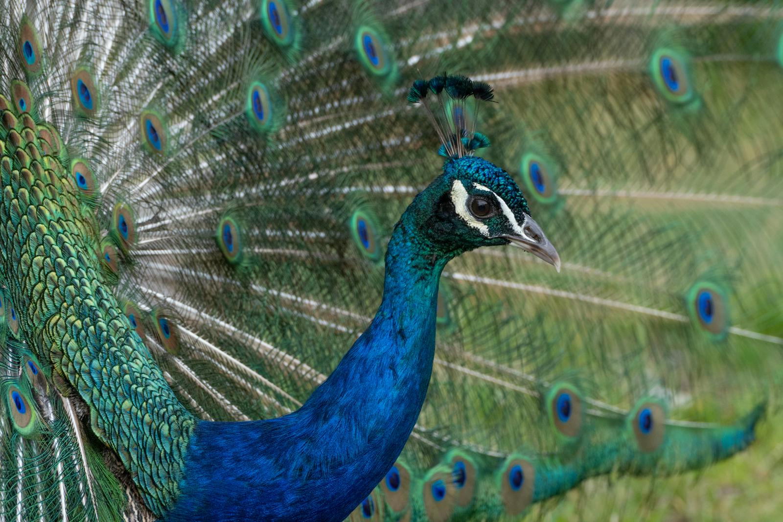 Peacock Full Photos, Download The BEST Free Peacock Full Stock Photos ...