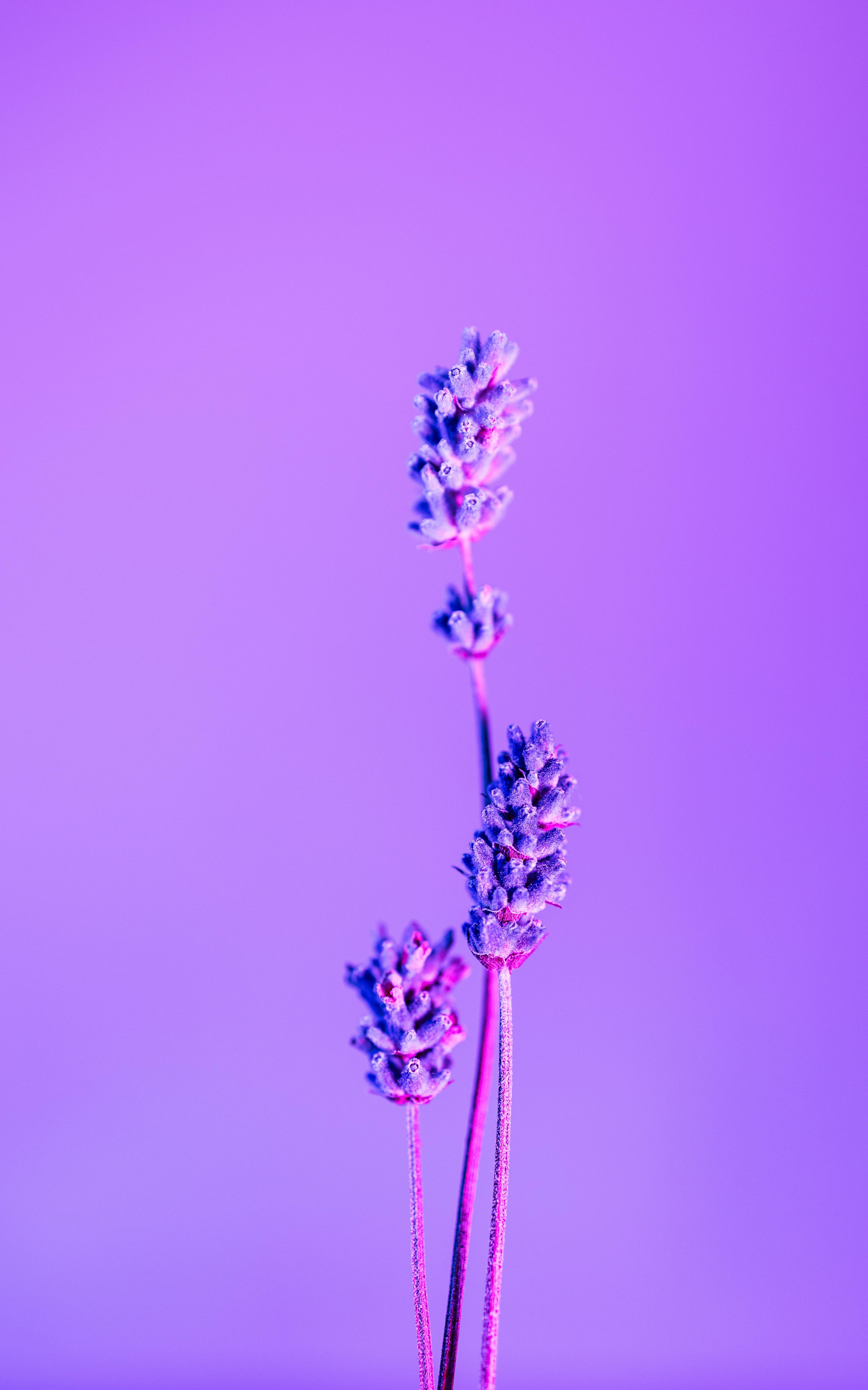 Abstract Lavender Photos, Download The BEST Free Abstract Lavender ...
