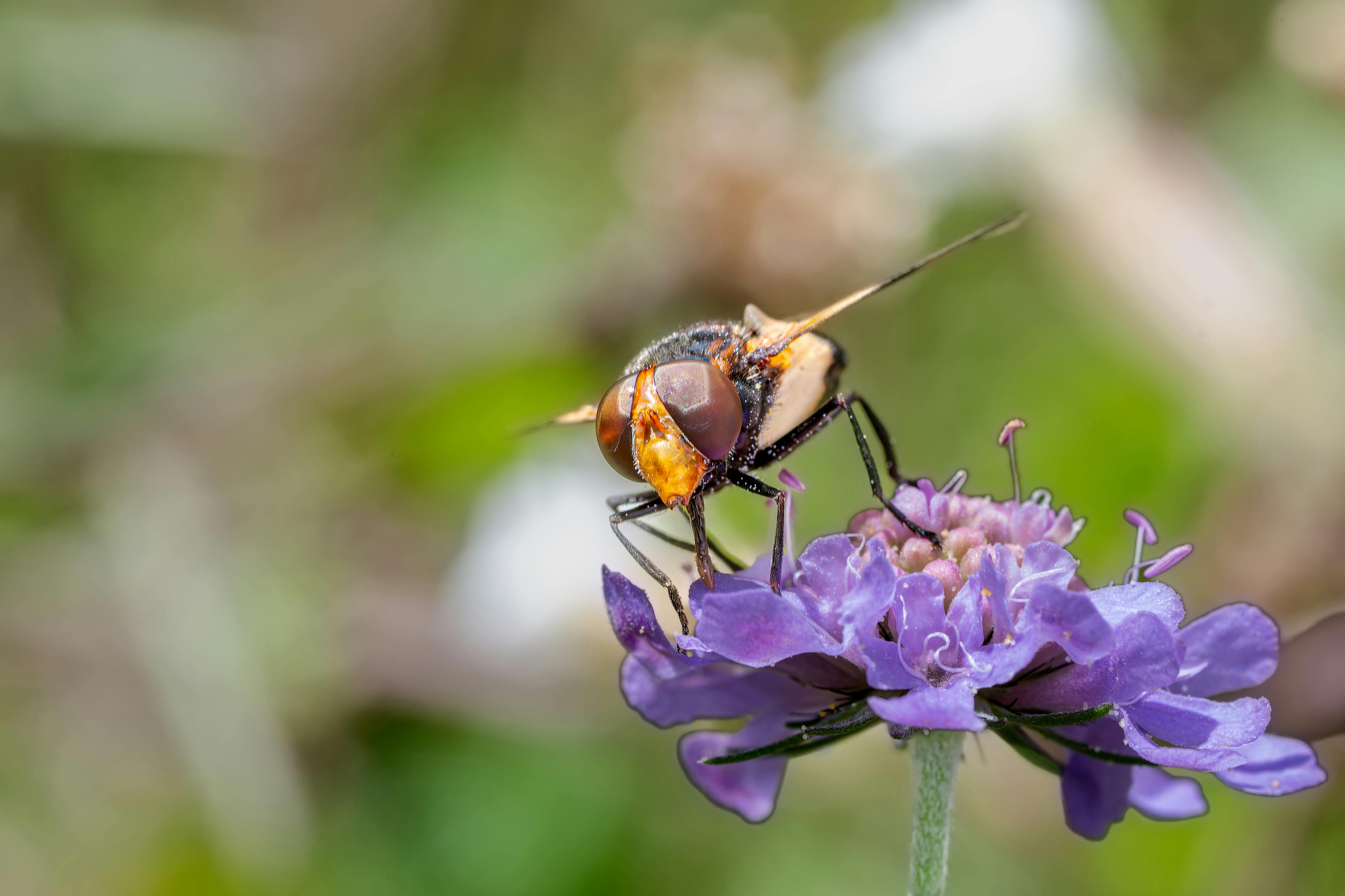 Close-up of an Insect on a Flower · Free Stock Photo