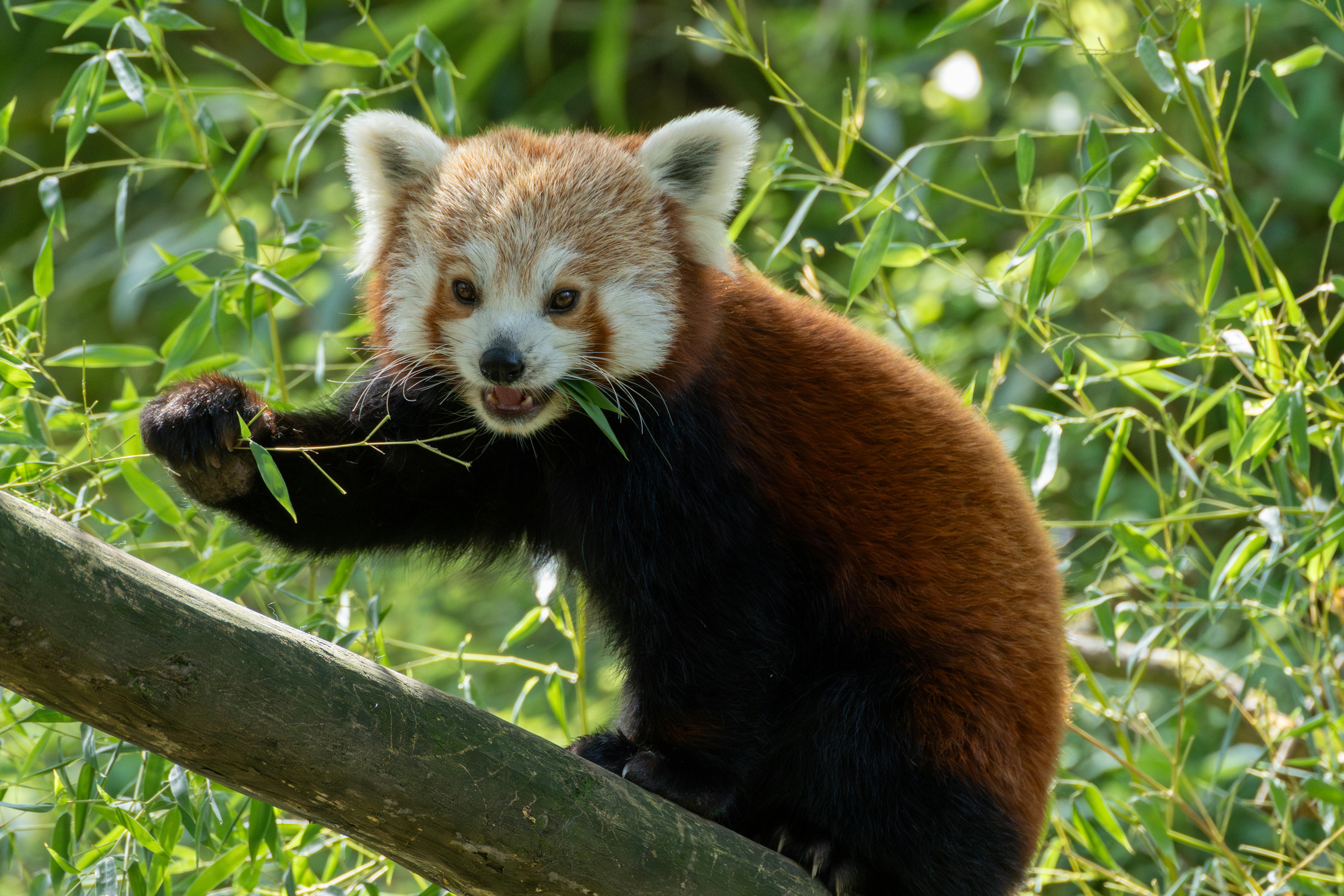 Red Panda Feeding on Branch · Free Stock Photo