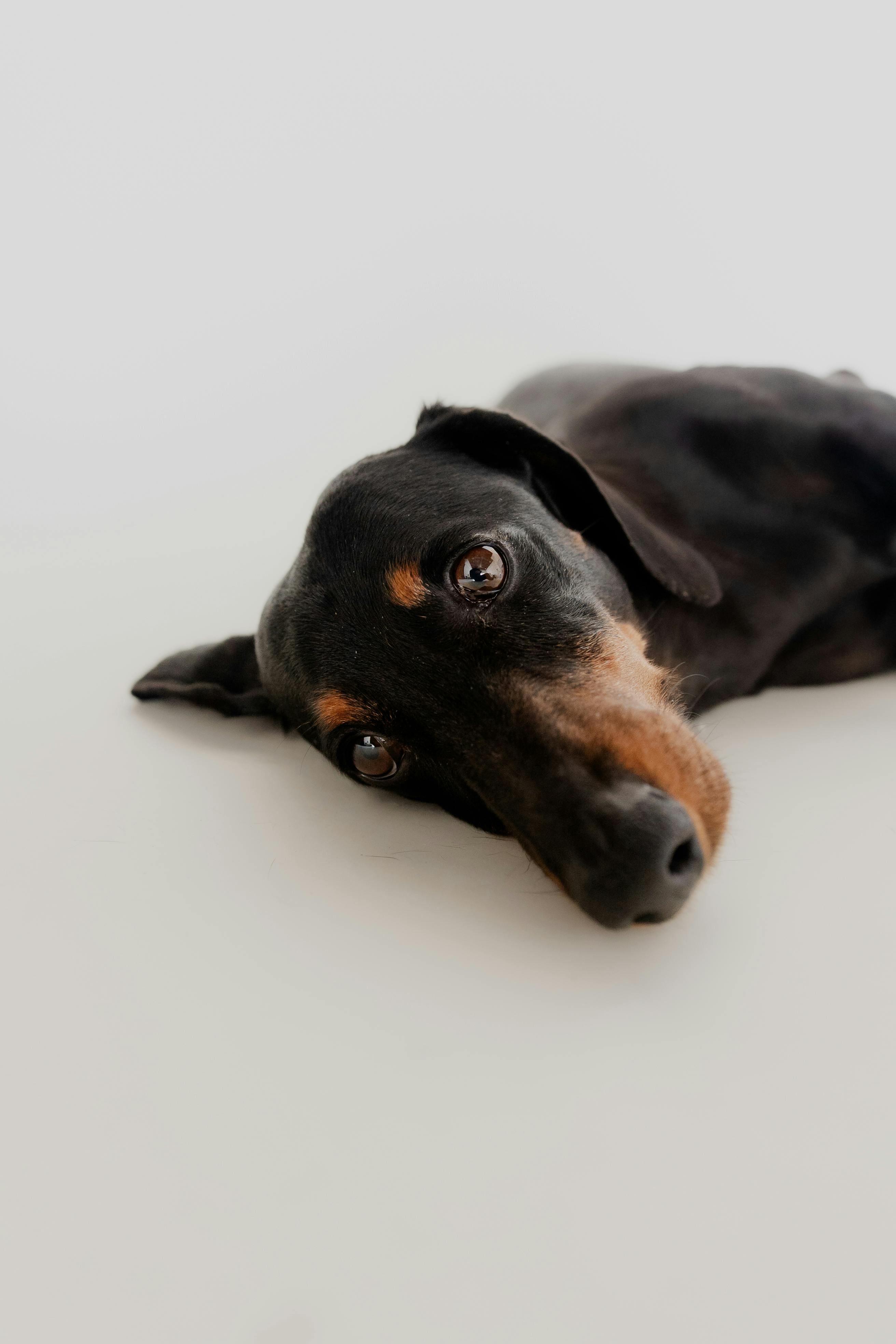 Desktop Background Pets Photos, Download The BEST Free Desktop ...