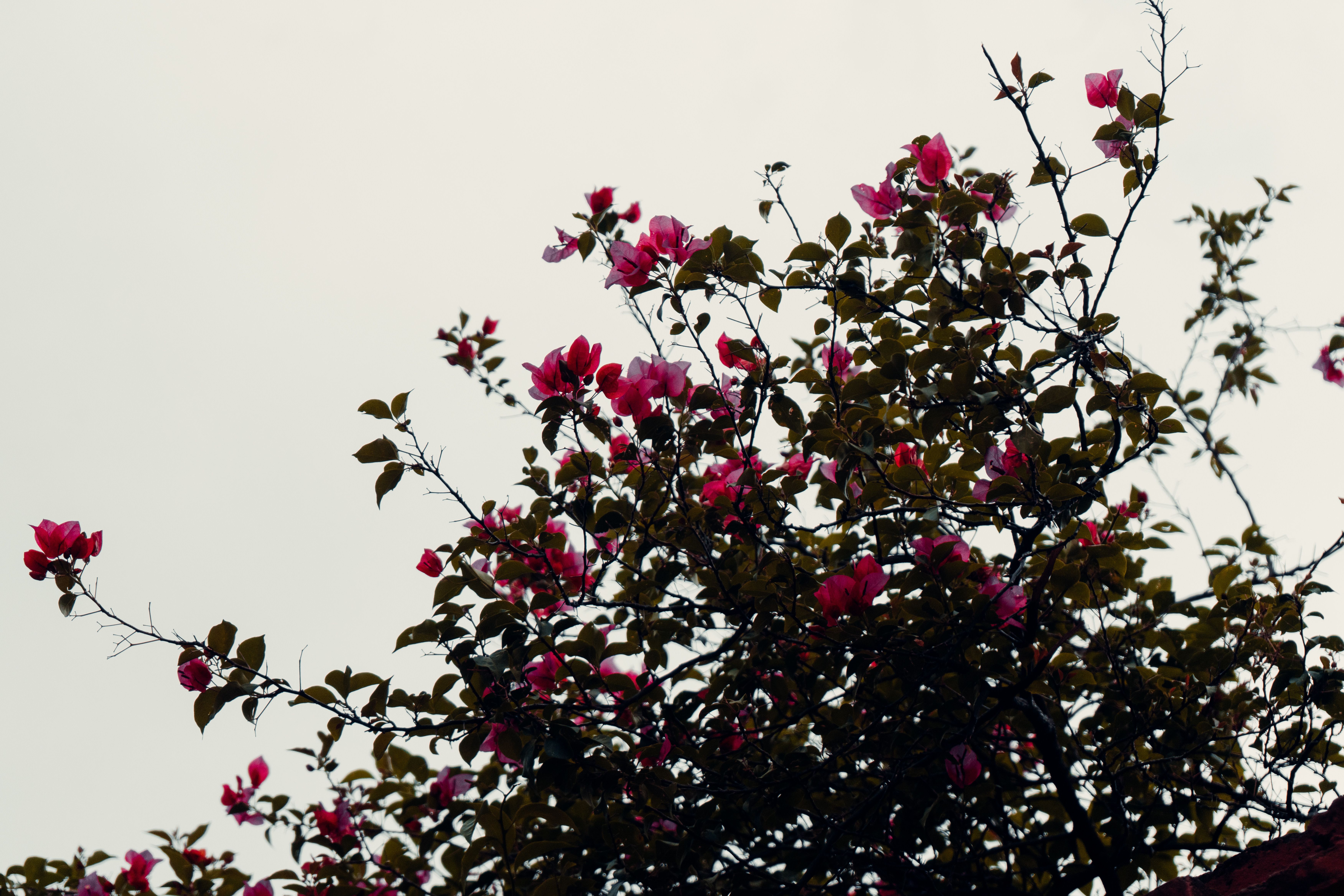 Foto de stock gratuita sobre al aire libre, ambiente, árbol, árbol ...
