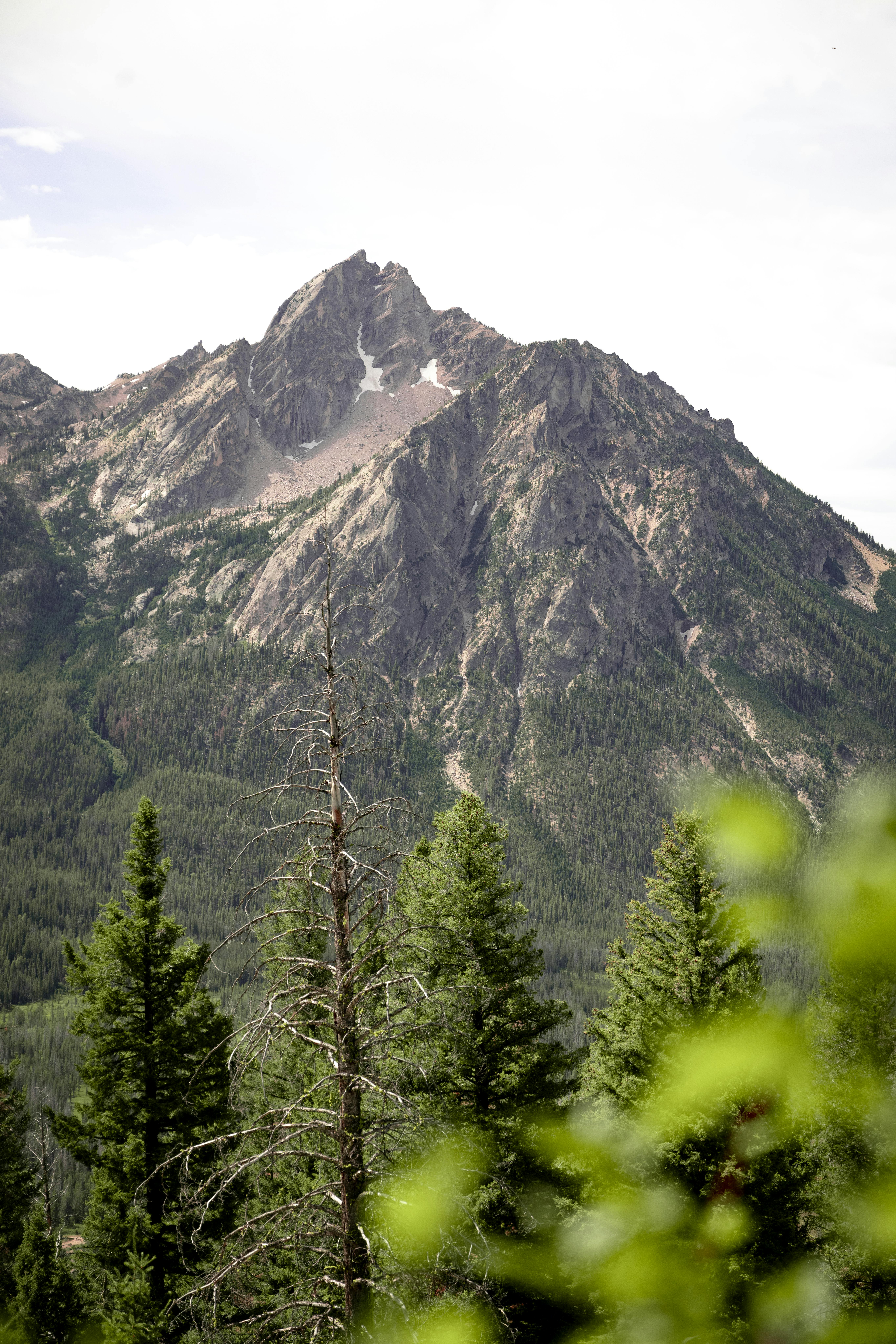 Coniferous Trees Under Mountain · Free Stock Photo