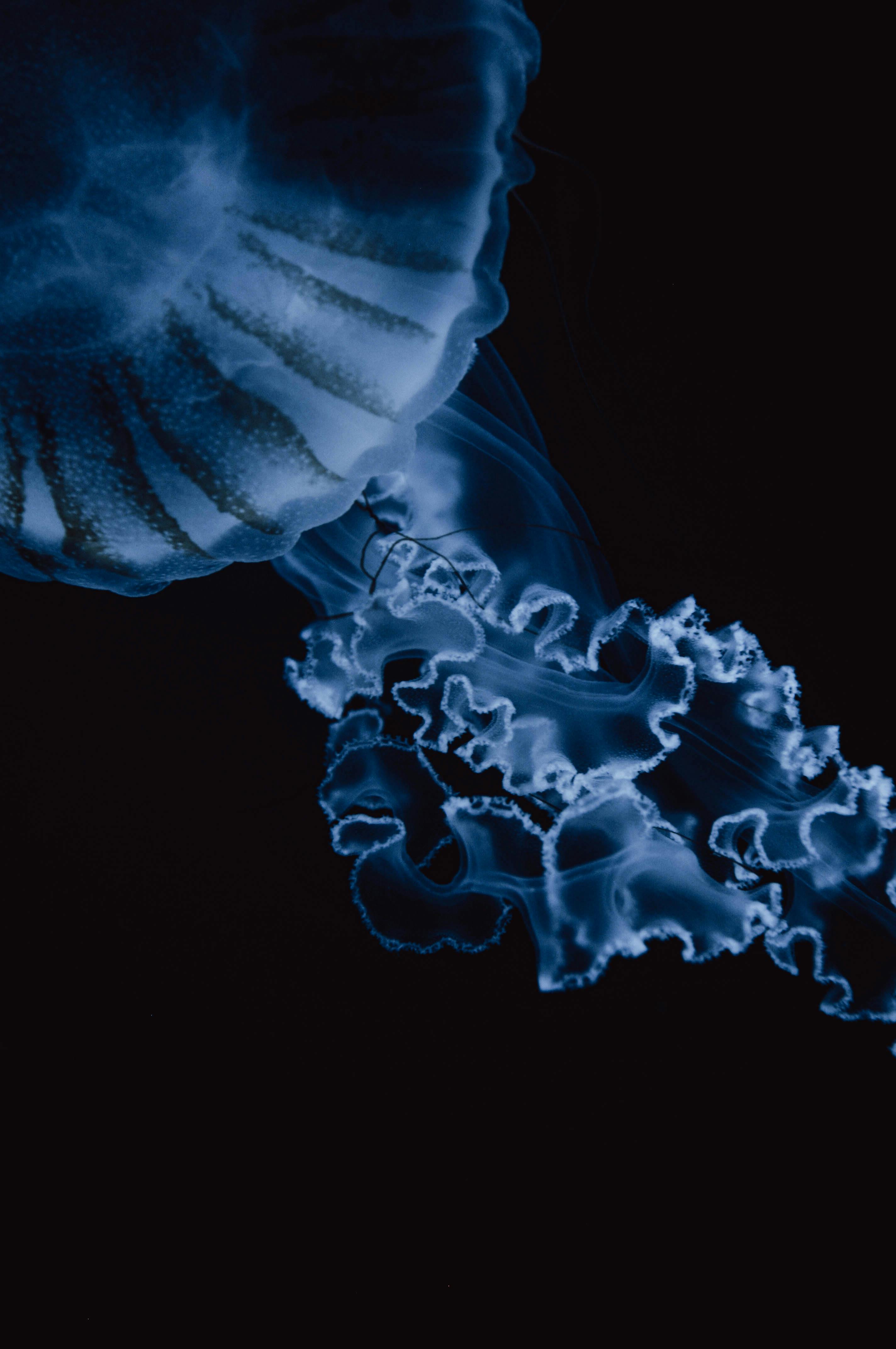 Foto de stock gratuita sobre abstracto, acuario, agua, animal, animal ...