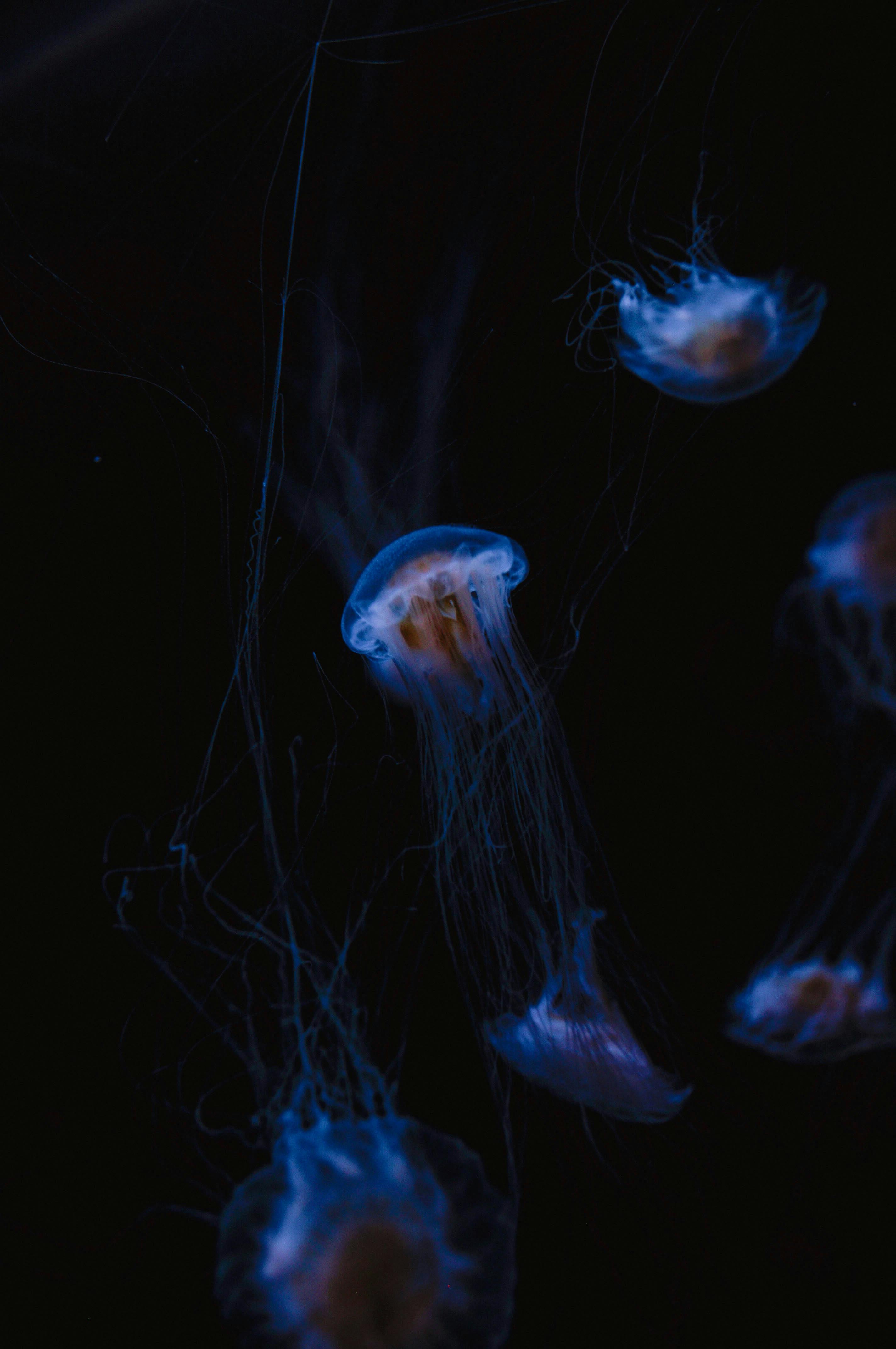School of Jellyfish Swimming in an Aquarium · Free Stock Photo