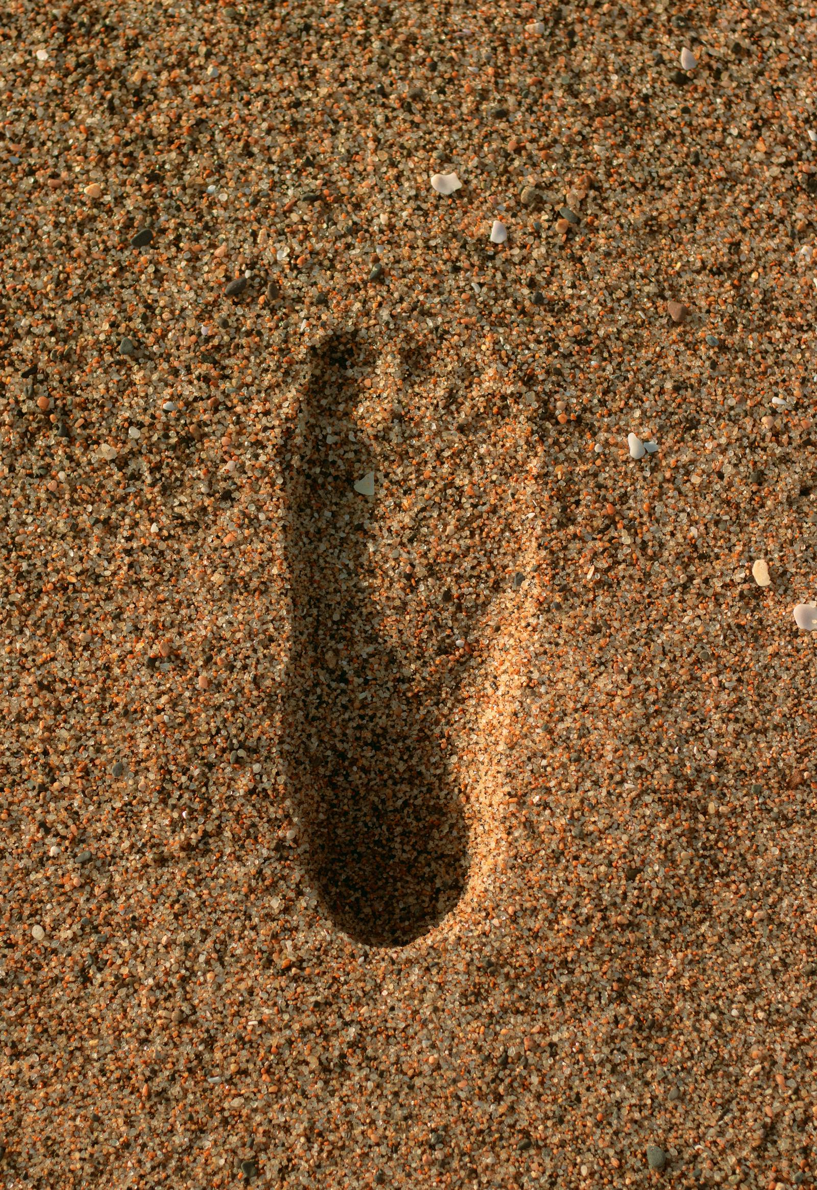 Ecology Footprint Photos, Download The BEST Free Ecology Footprint ...