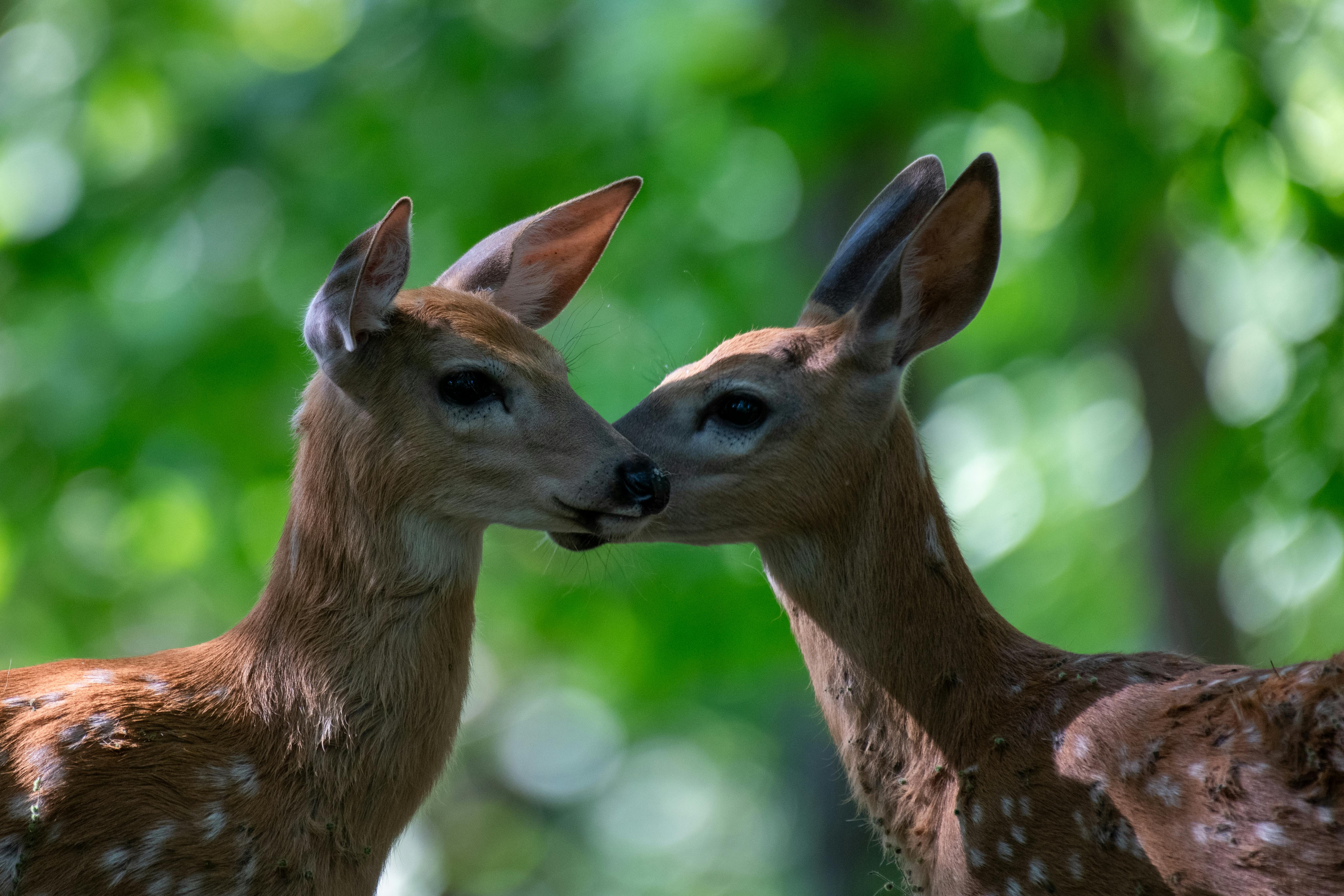 Close-up of Two Young Deer · Free Stock Photo