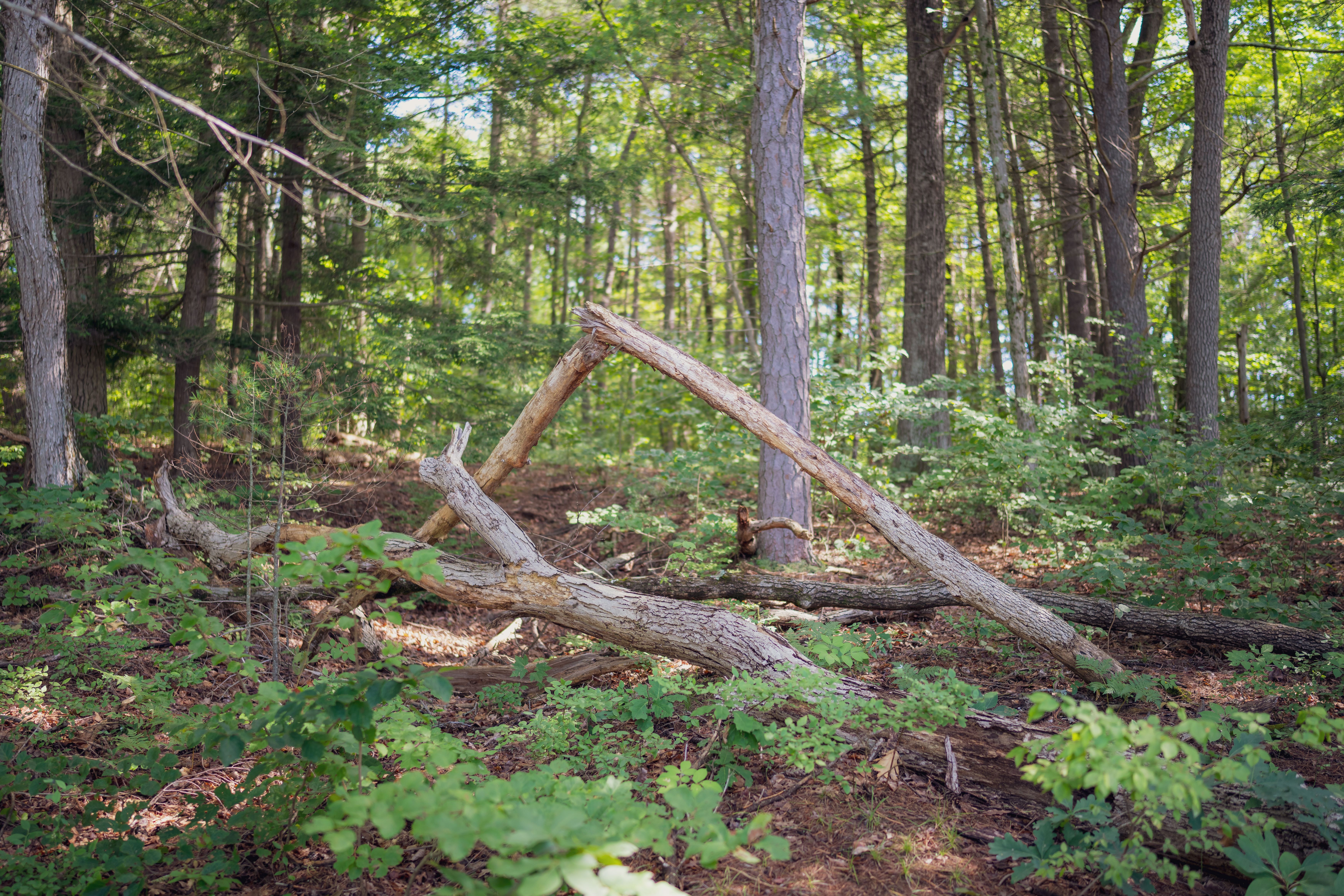 Broken Trees in Forest · Free Stock Photo