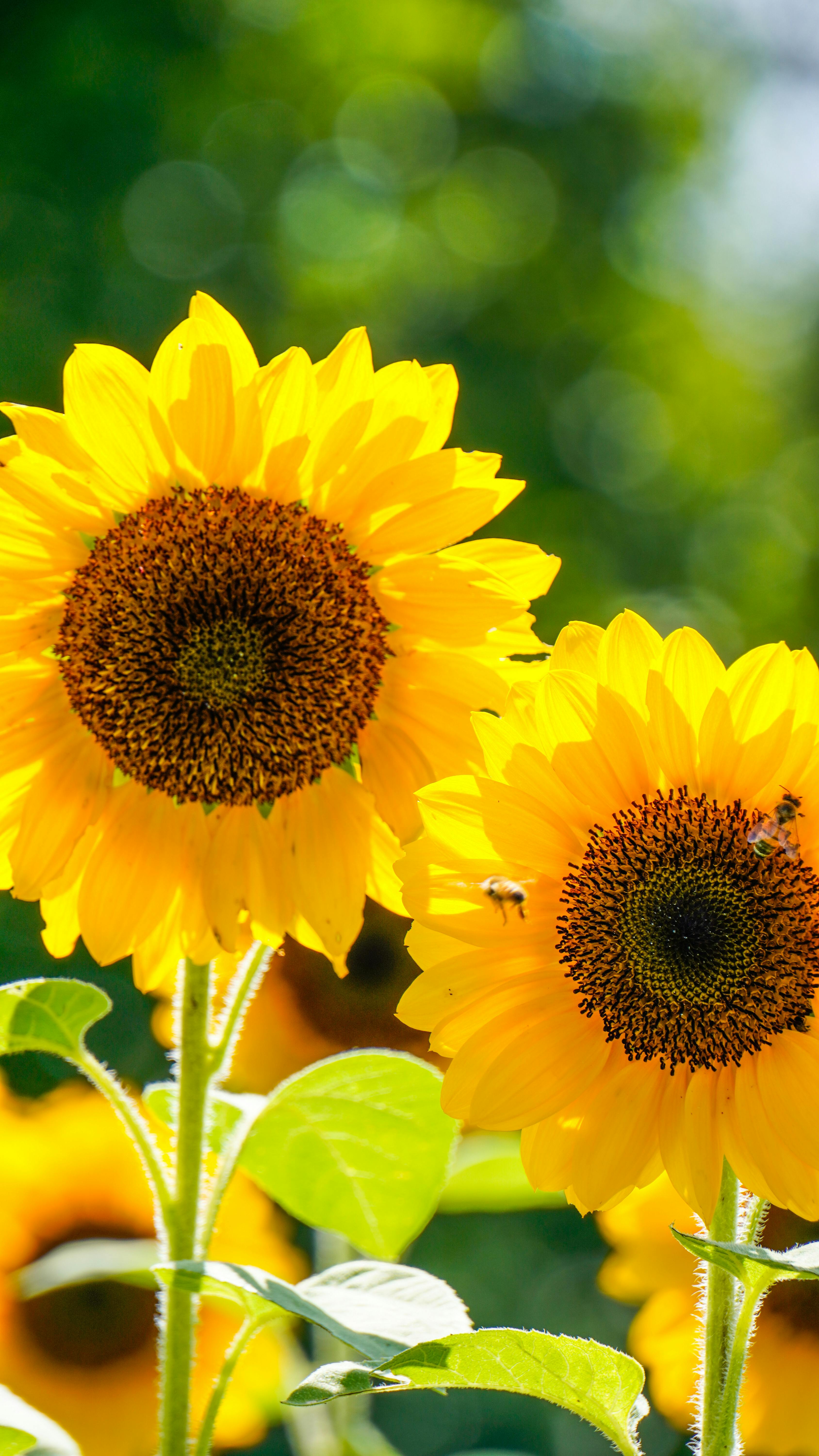 Animated Bees Photos, Download The BEST Free Animated Bees Stock Photos ...