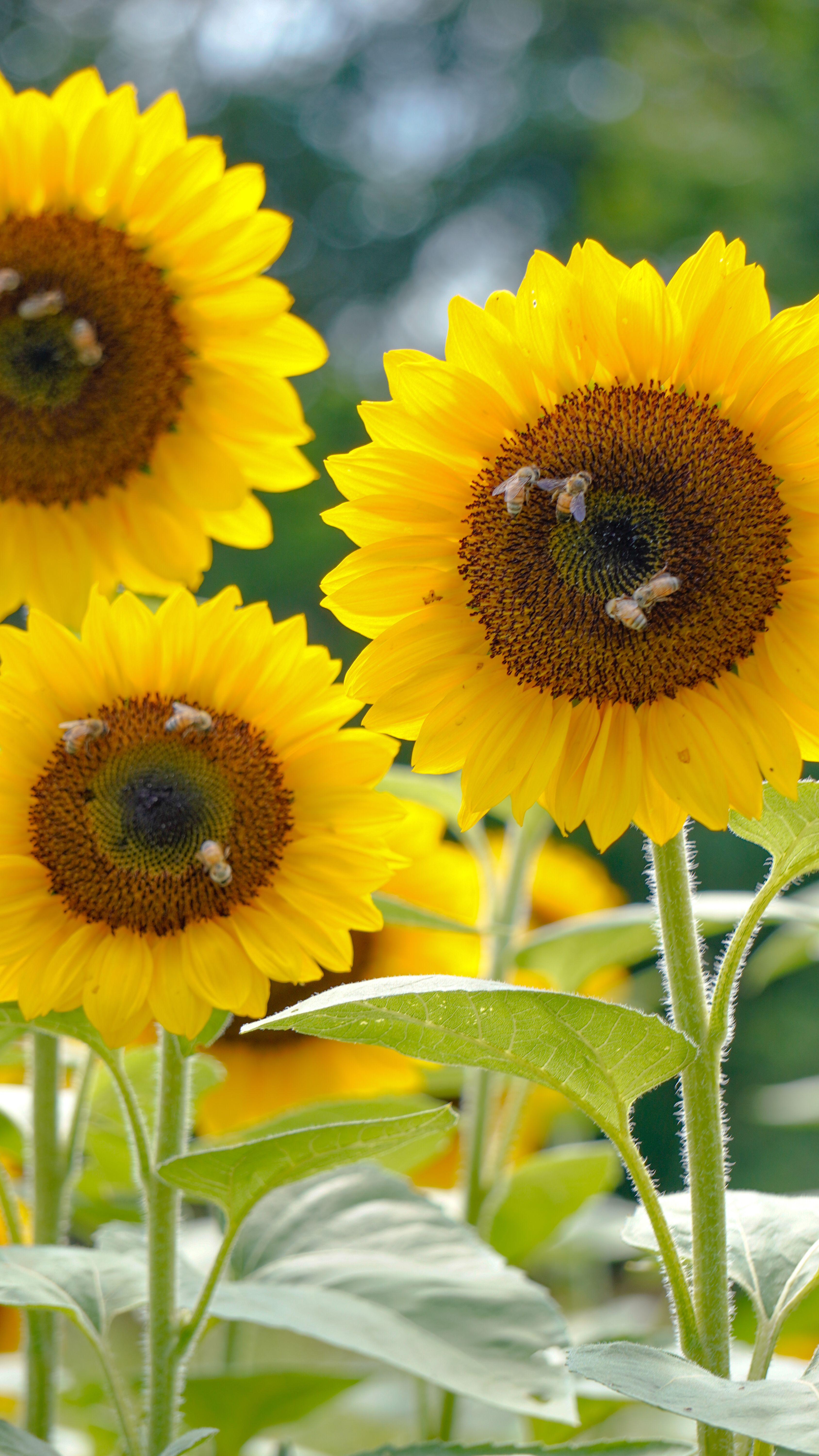 Buzzy Bees Photos, Download The BEST Free Buzzy Bees Stock Photos & HD ...